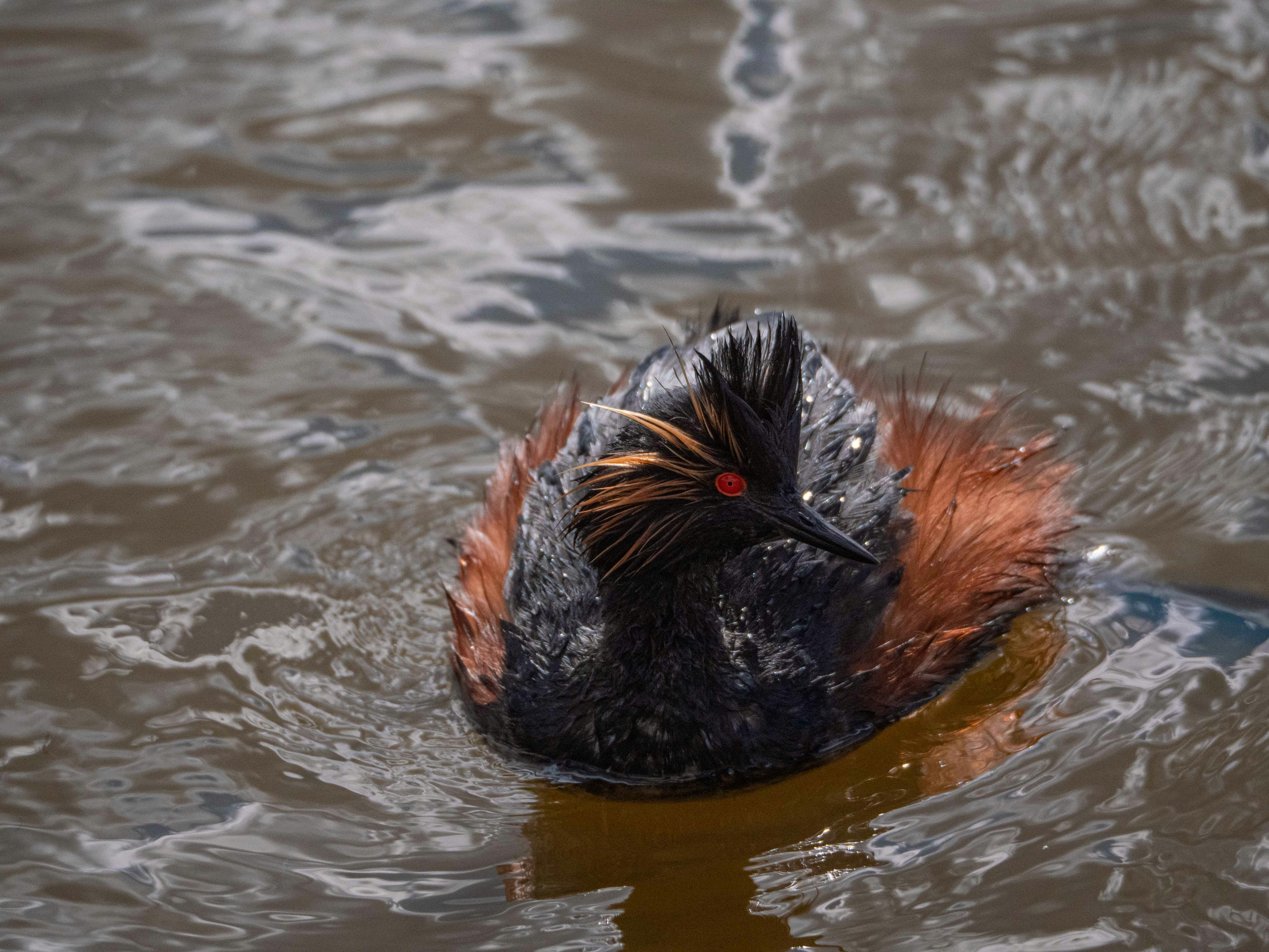Horned grebe gliding gracefully across a shimmering water surface, showcasing its striking plumage and vivid red eye.