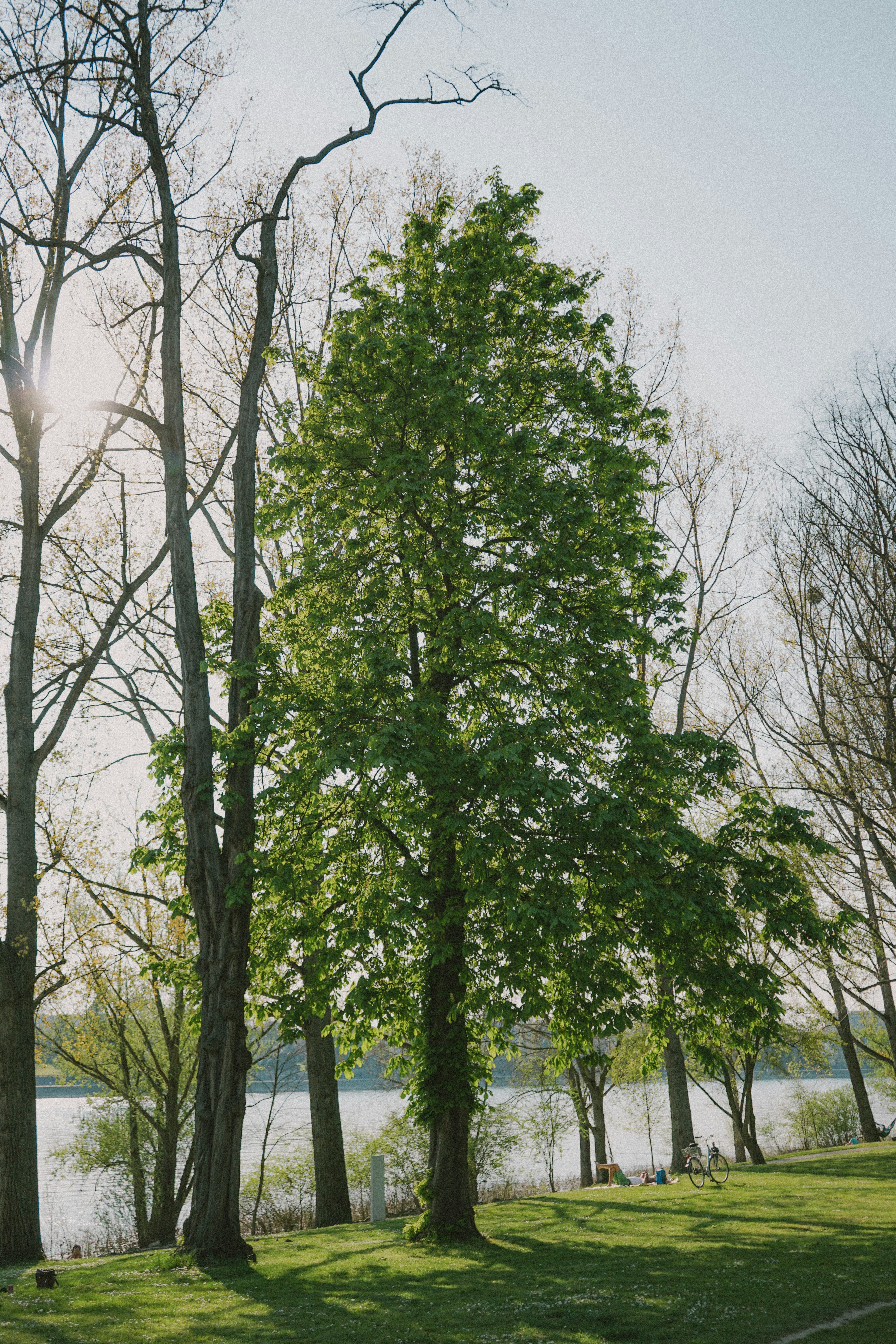 Green Sentinel by the Lakefront: Sunlit Trees in the Park