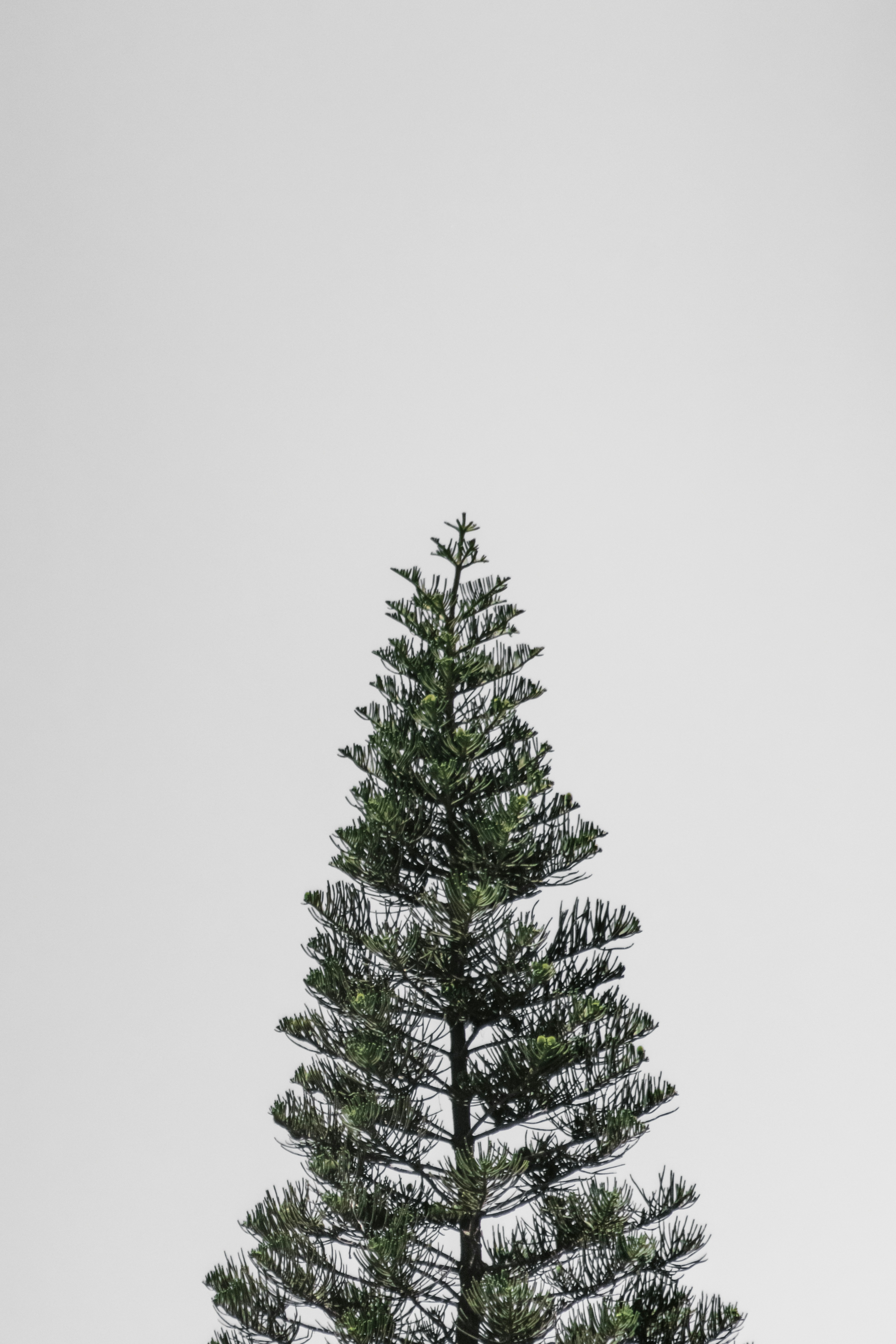 Solo Evergreen Reaches Toward a Pale Sky