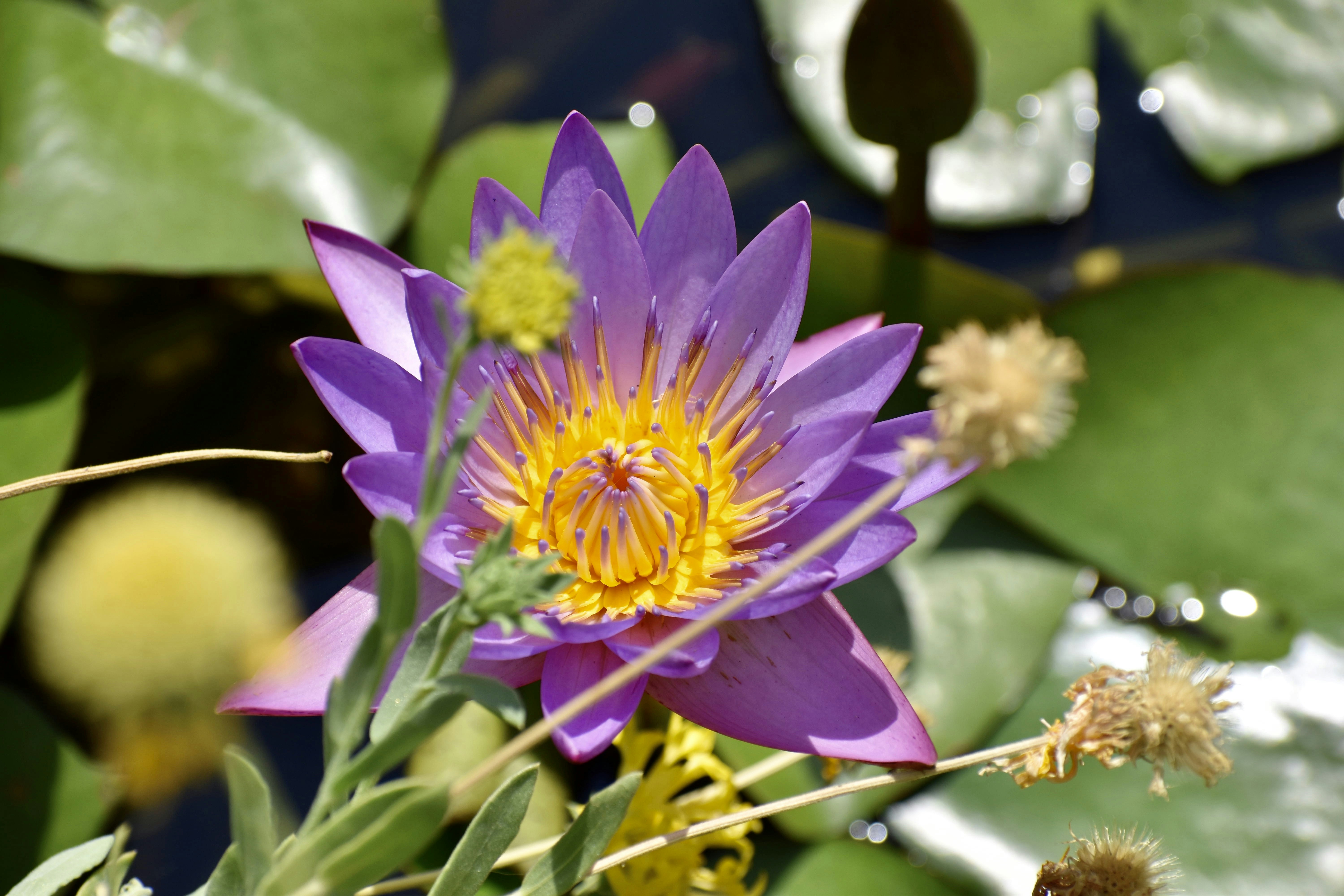 purple waterlily in bloom during daytime