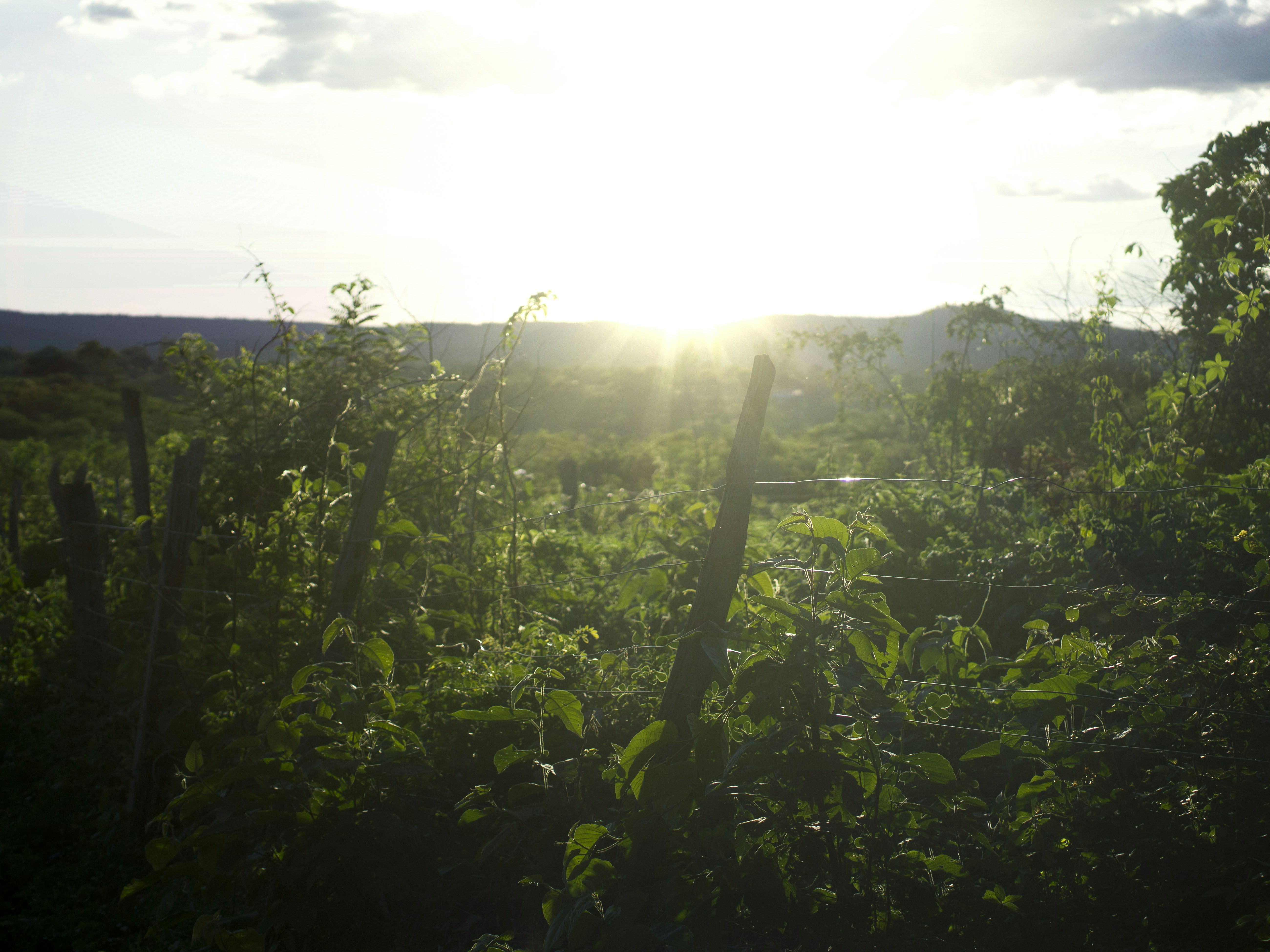 Sunlight streaming through lush greenery with distant hills under a bright sky.