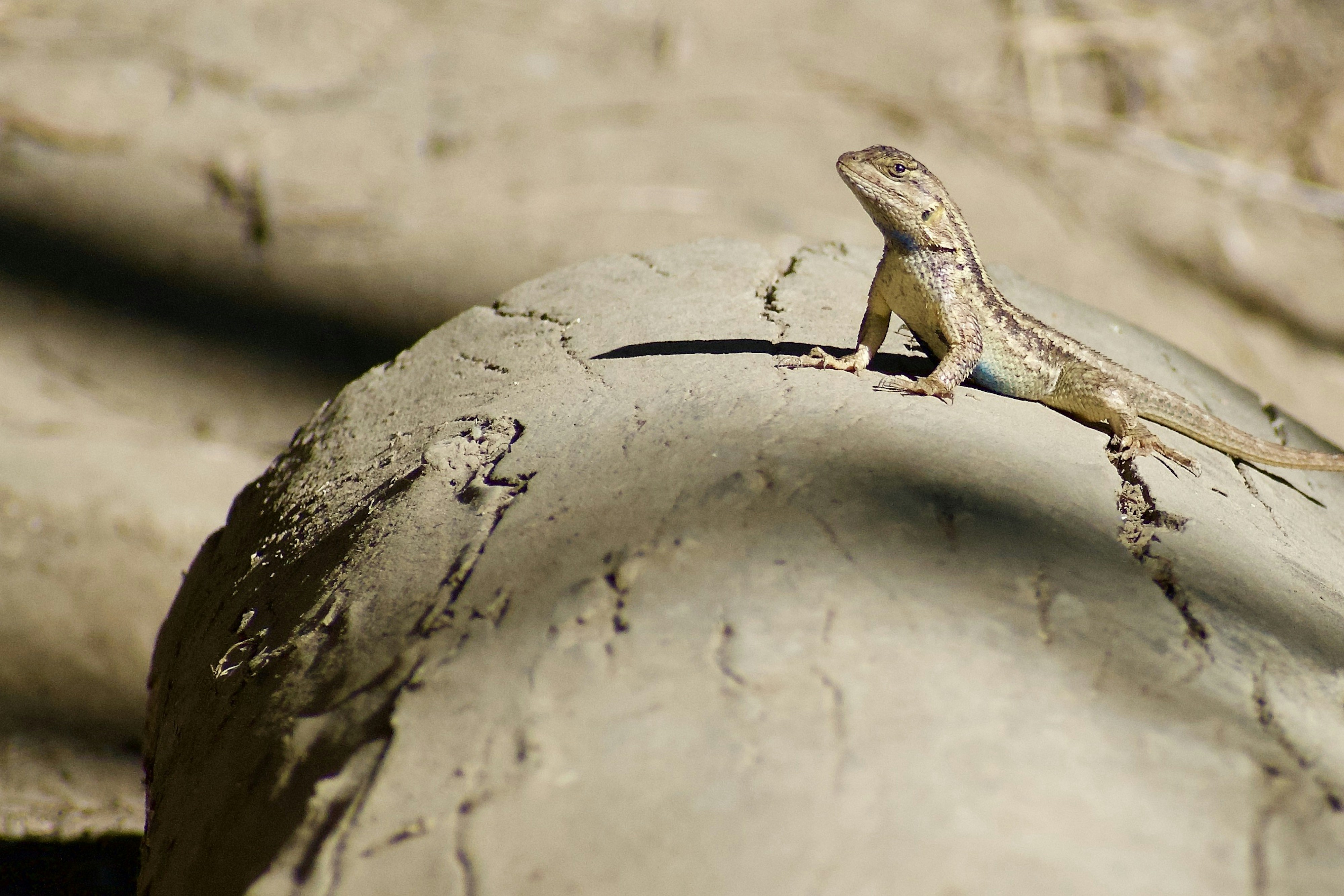 Sunlit Wall Lizard Perch