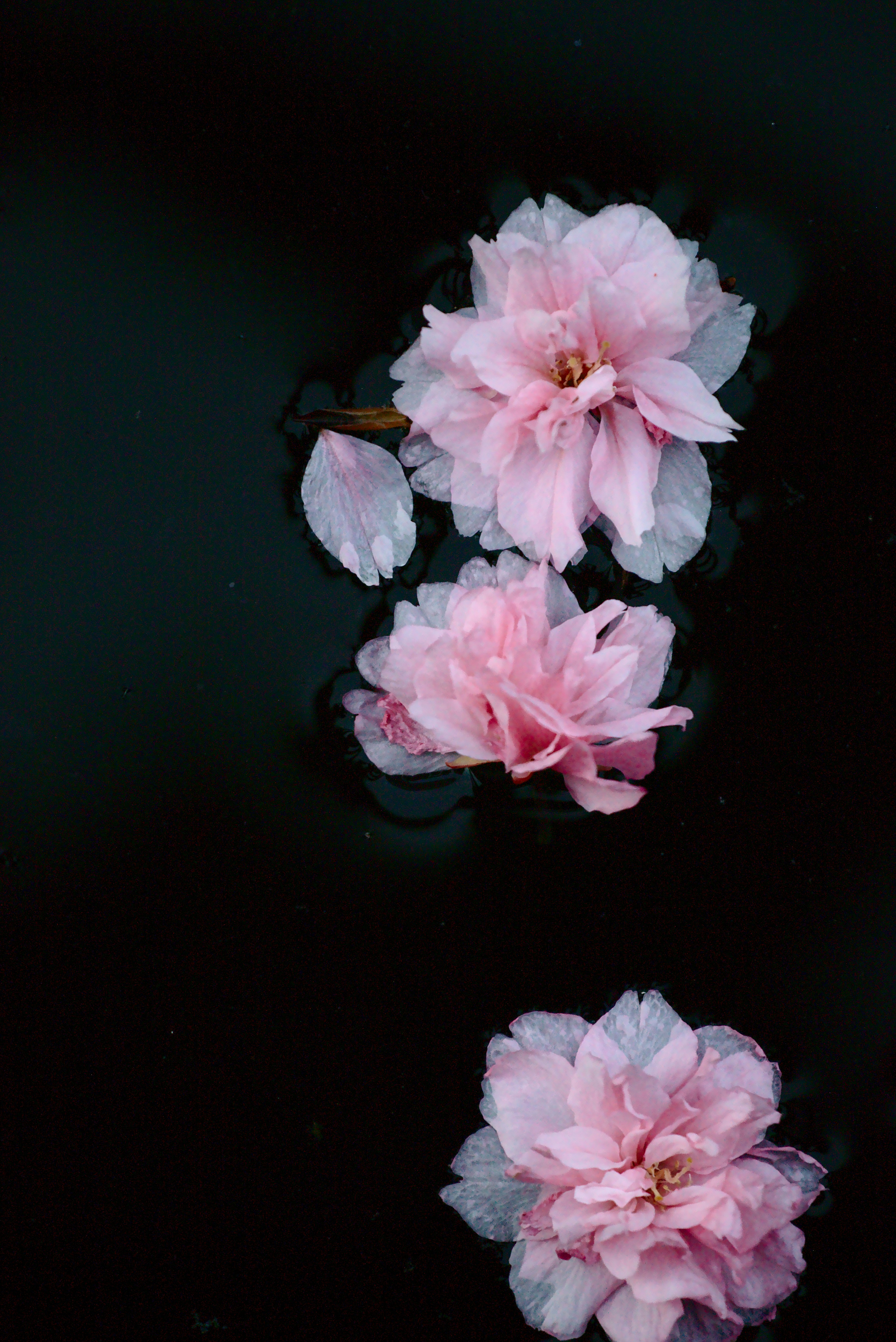 End of spring - Floating flowers