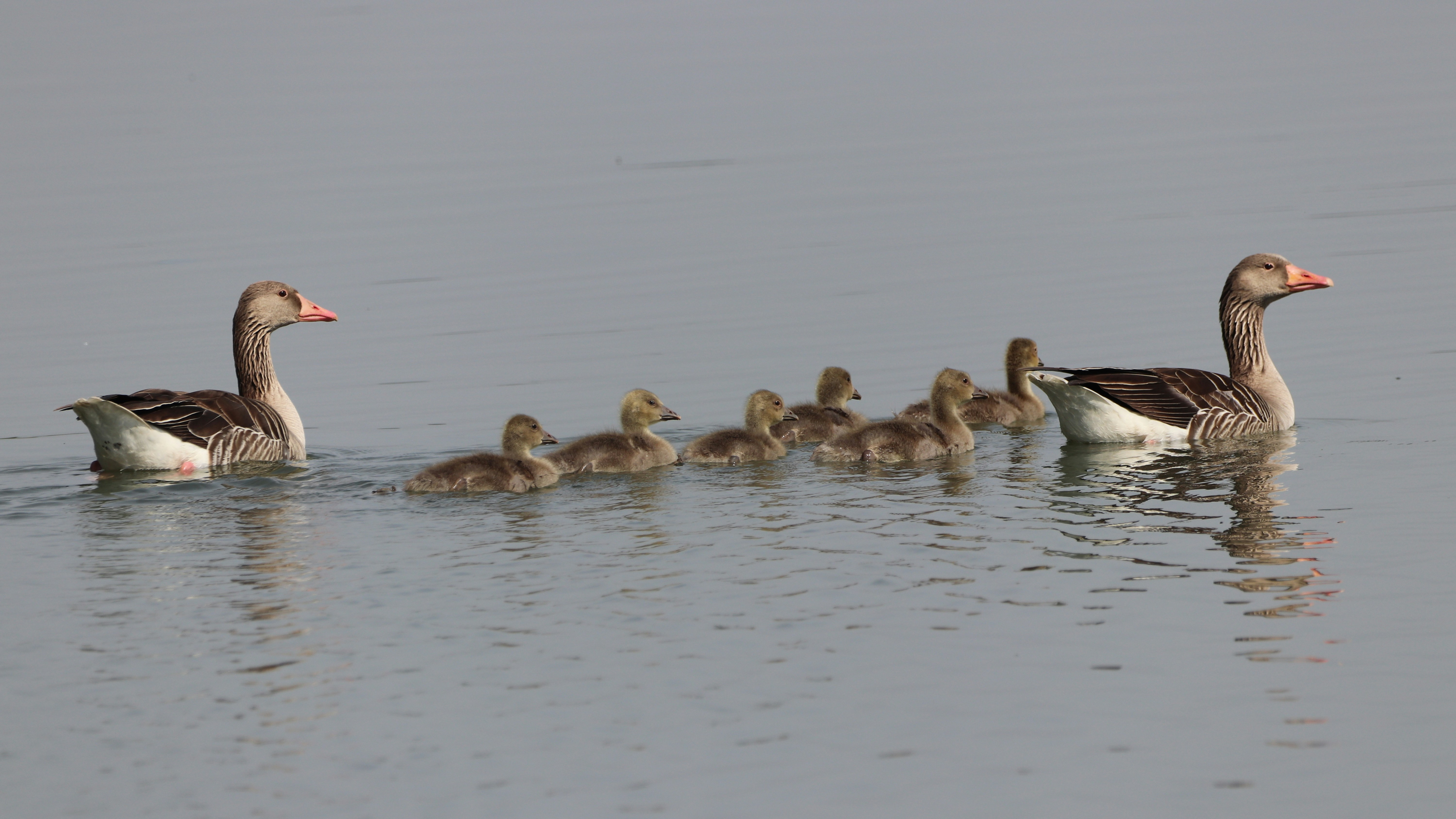 Geese in a serene water passage: Parent leaders steer a line of fluff
