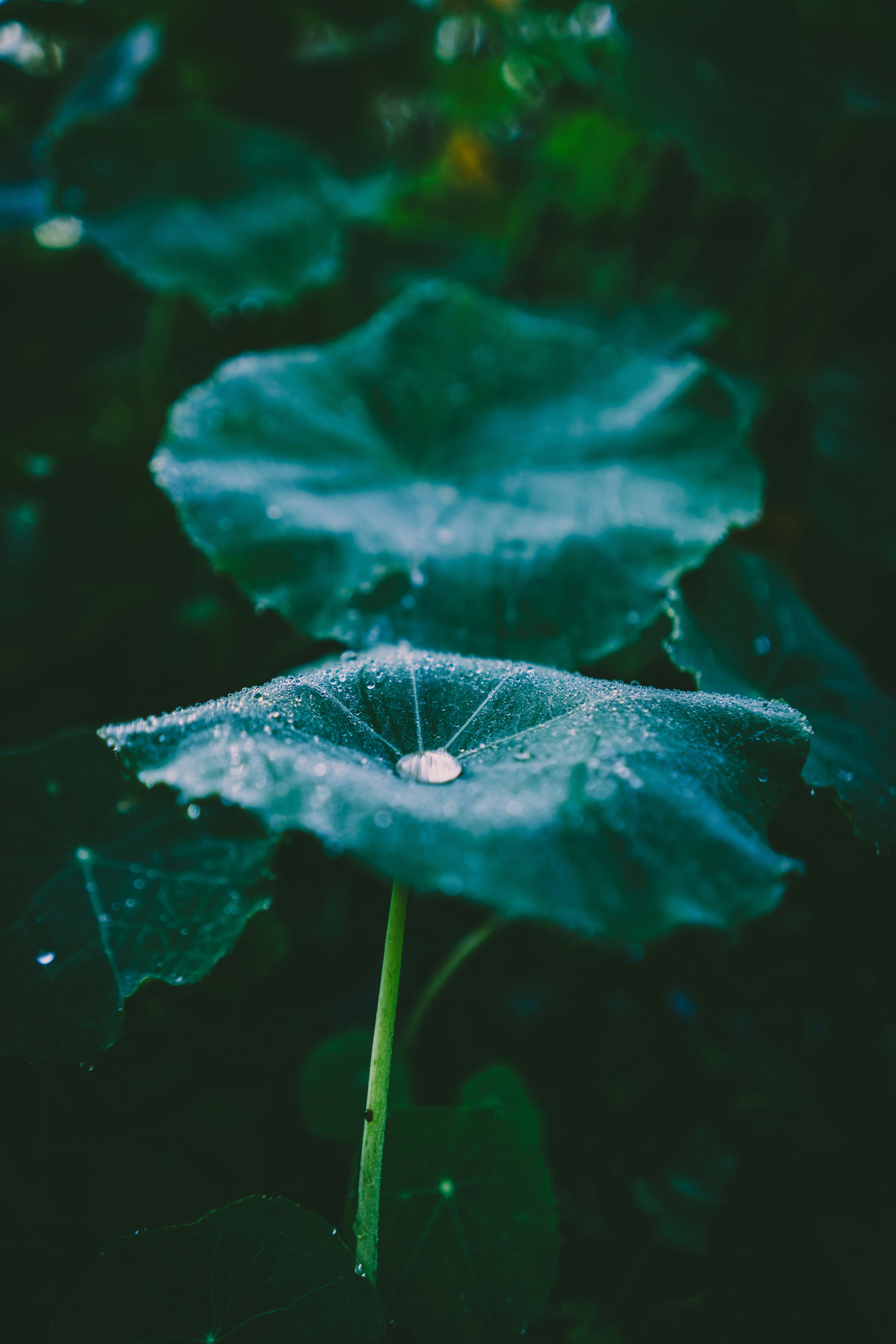 Teal Glow on a Dew-Kissed Leaf: a Close-Up Jewel
