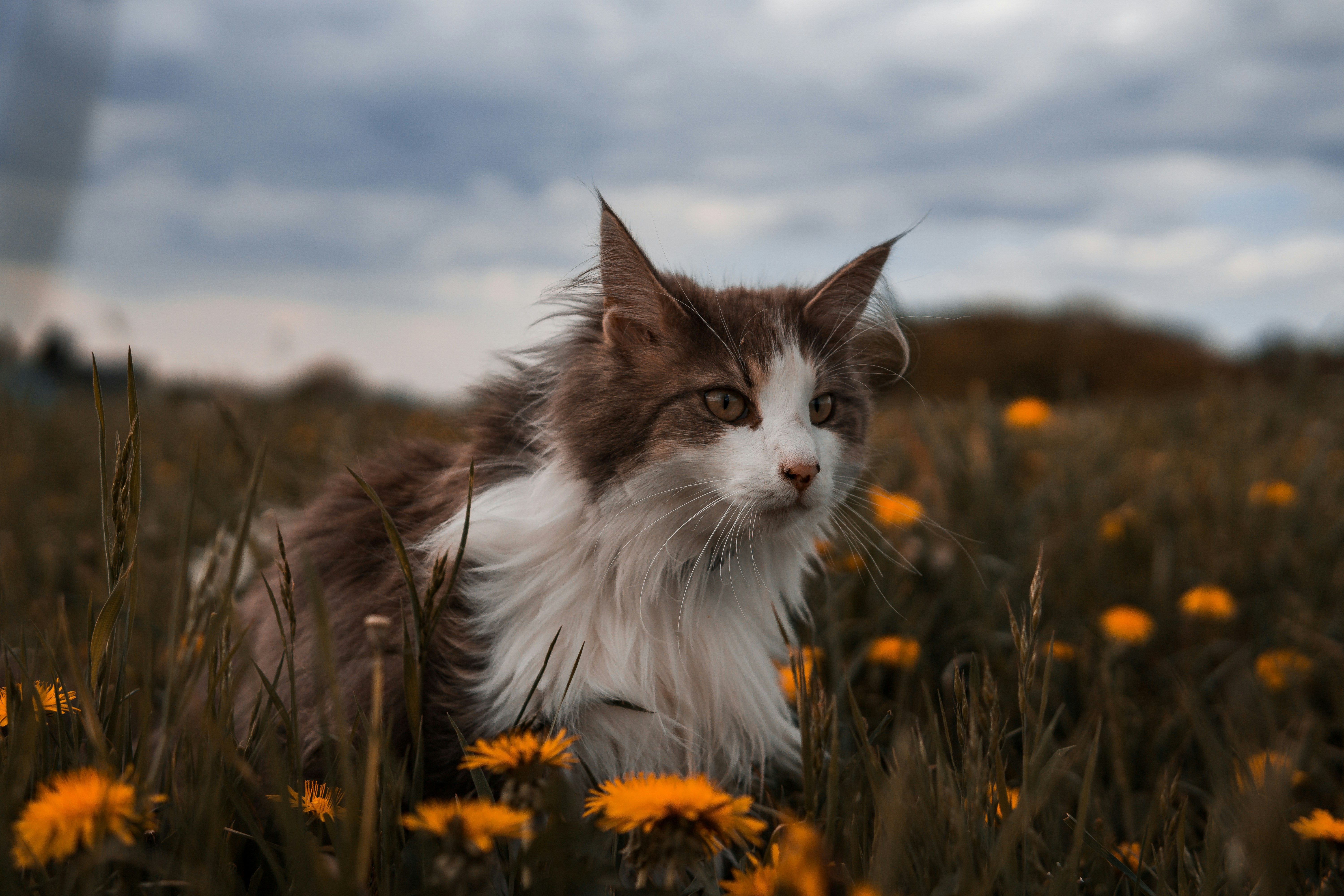 Cat Nature Pictures | Download Free Images on Unsplash