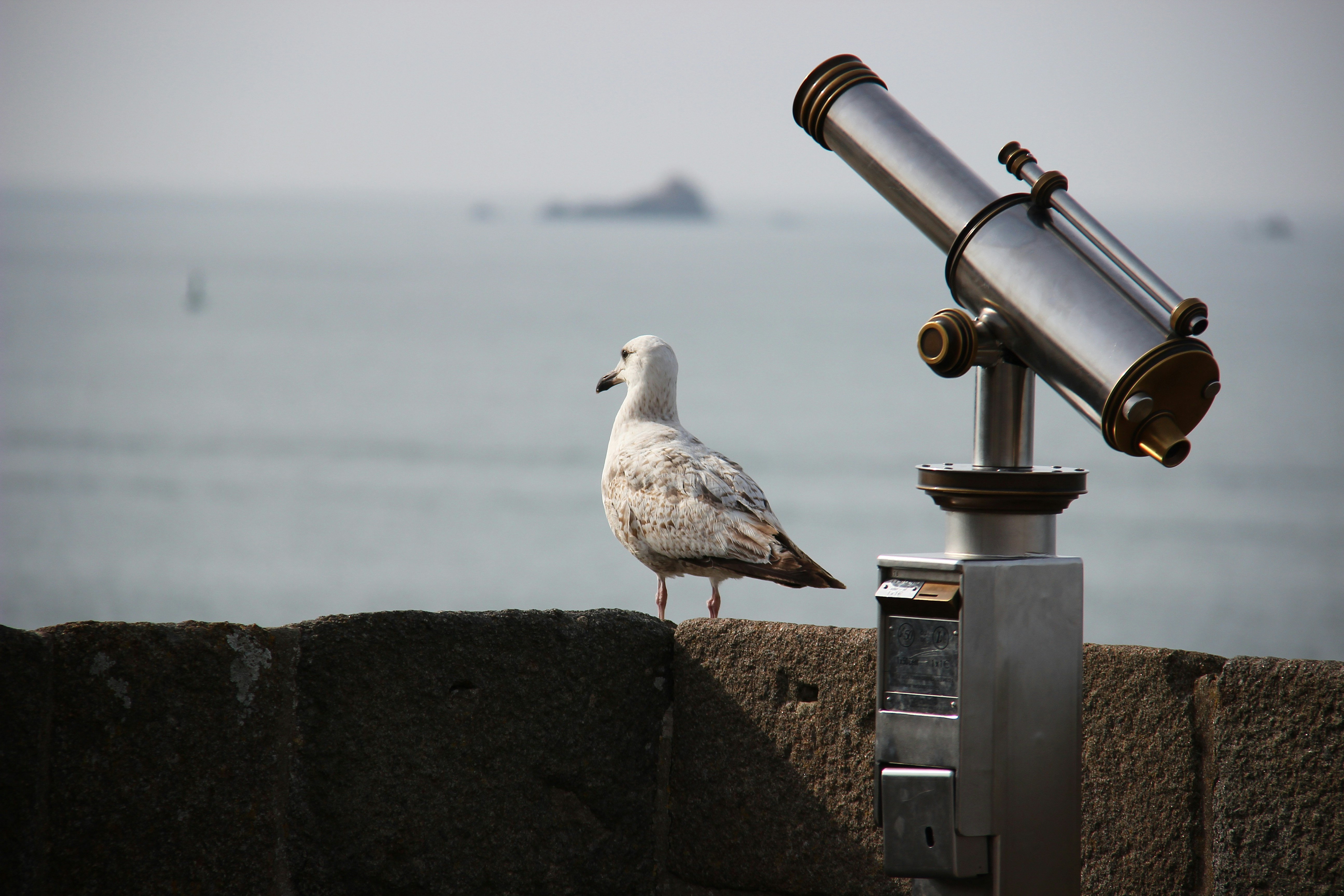Seaside Vigil: Gull and TelescopeShalev Cohen