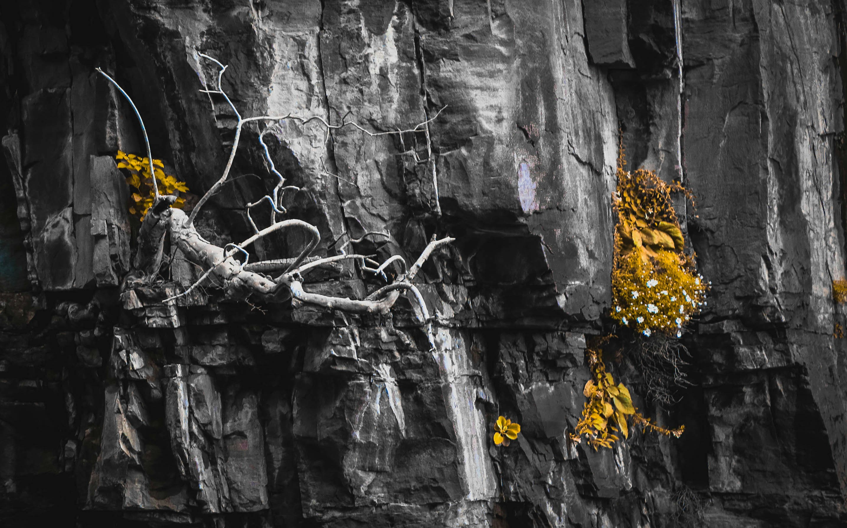 Autumn Branch on a Weathered Cliffs Face