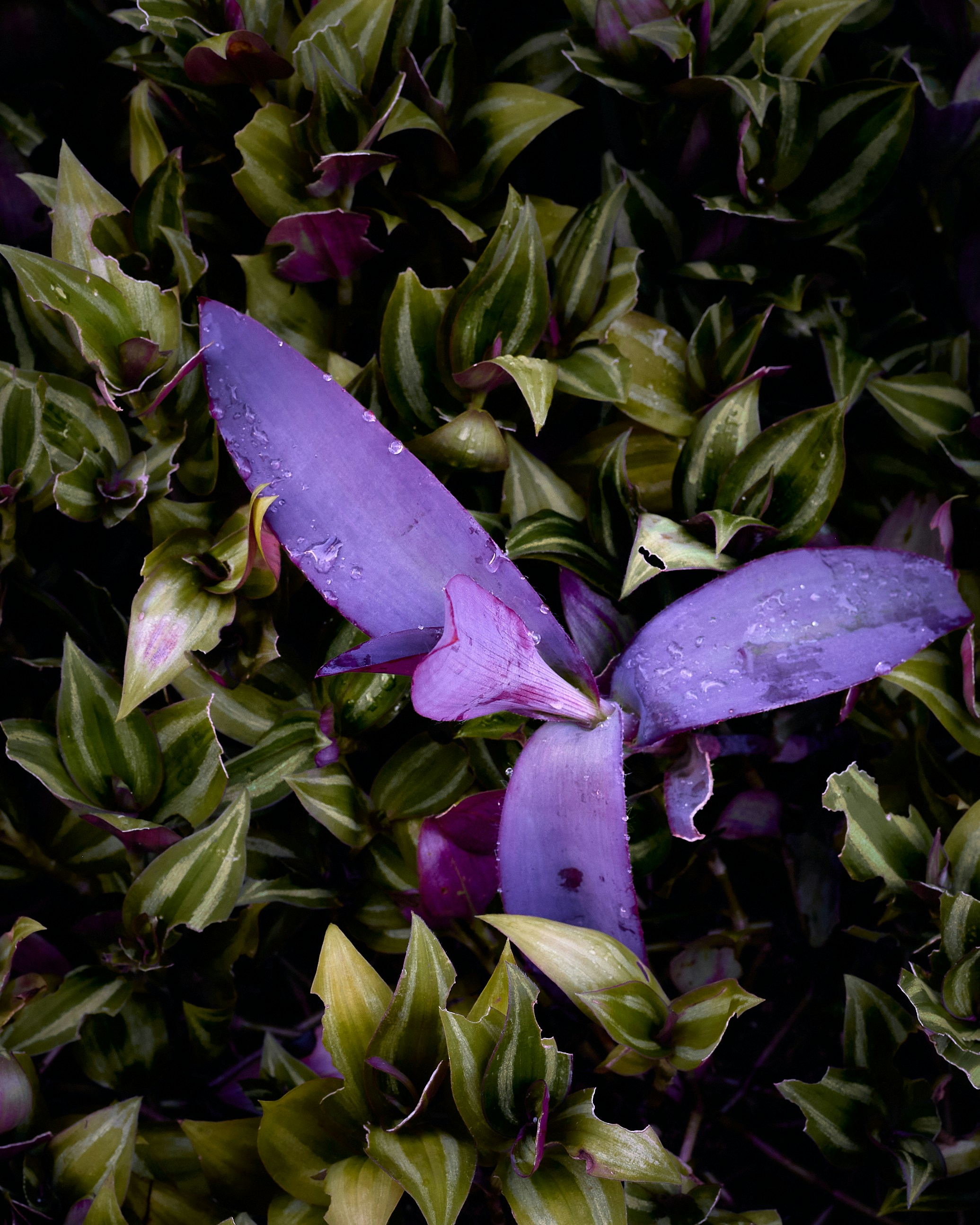 Violet Petal Break in a Hedge of Green