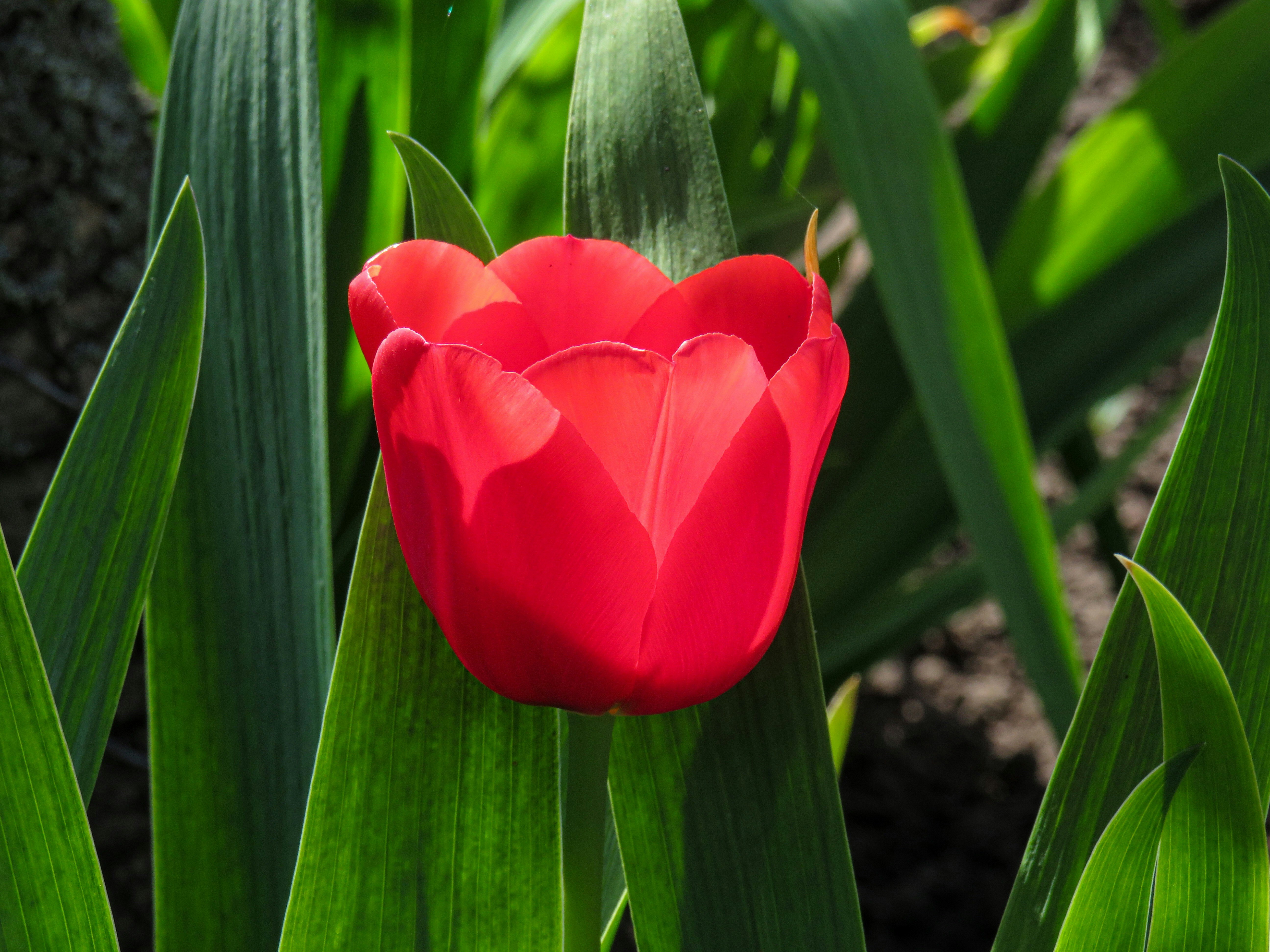 Red tulip stands upright among broad green leaves in bright daylight, a crisp garden photograph capturing rich color and fine detail.