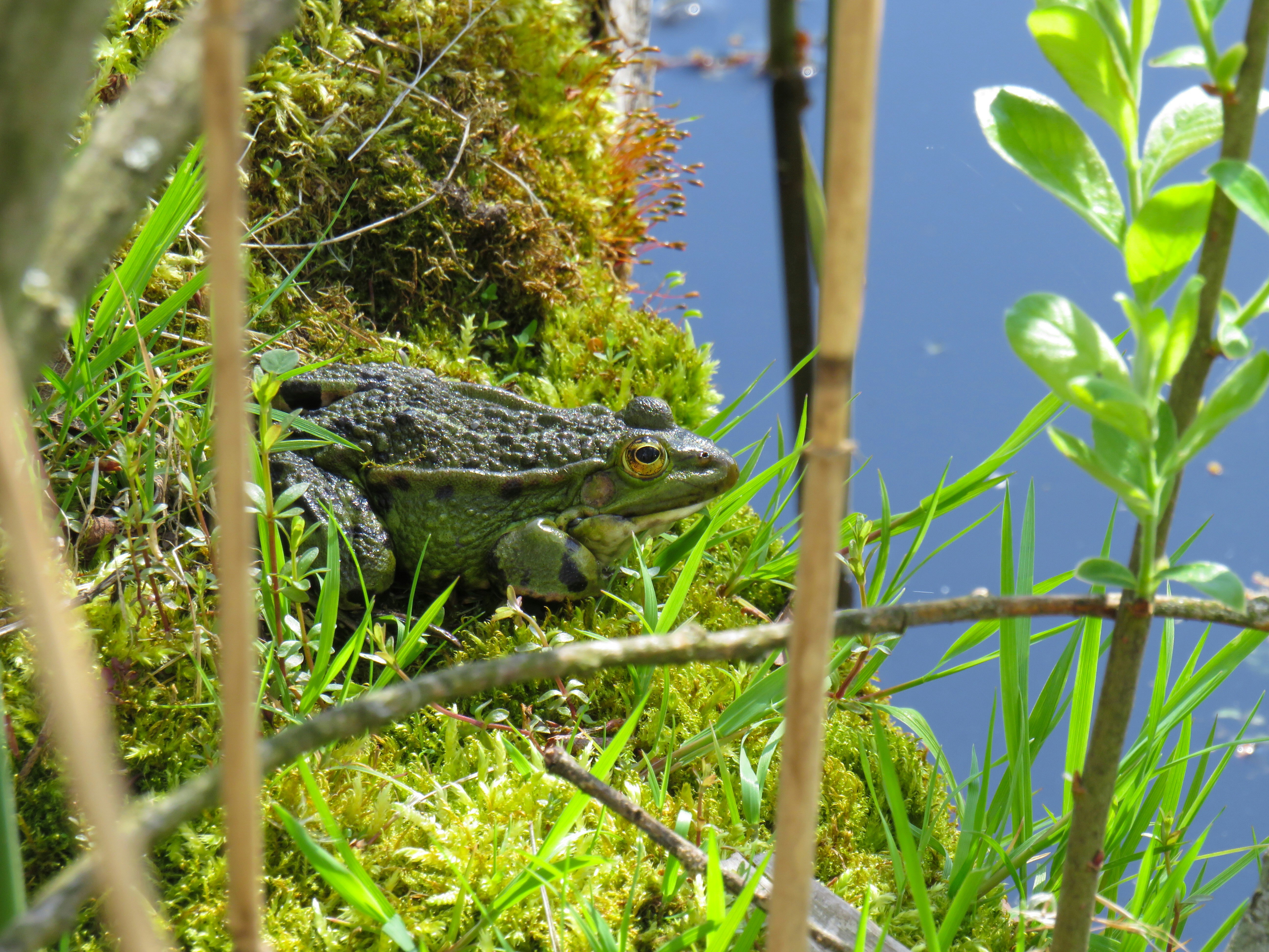 Photo of a green frog crouched on a mossy bank beside a calm blue pond, framed by grasses.