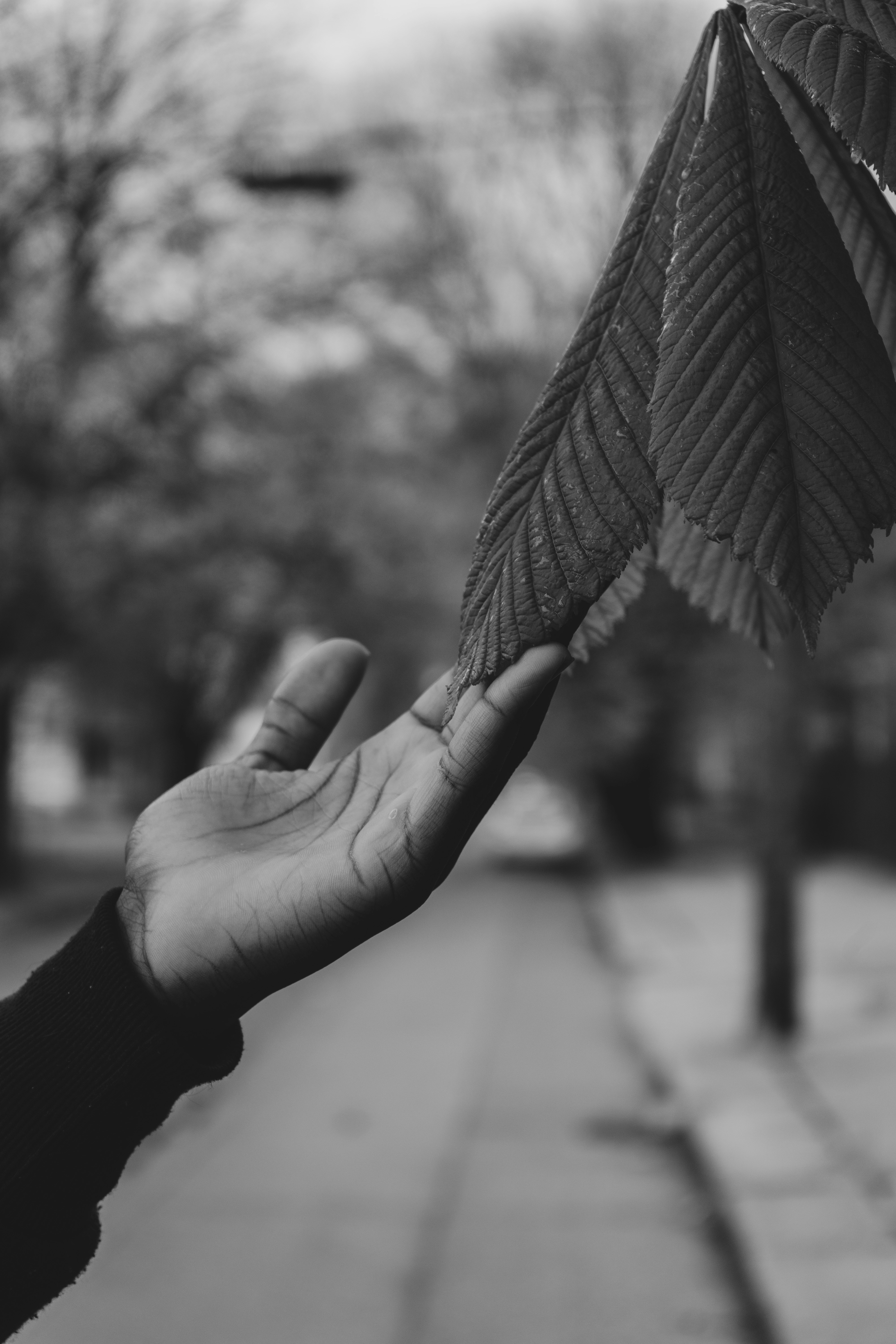 Grasping the Moment: A Hand Reaches for a Rain-Damp Leaf in Monochrome
