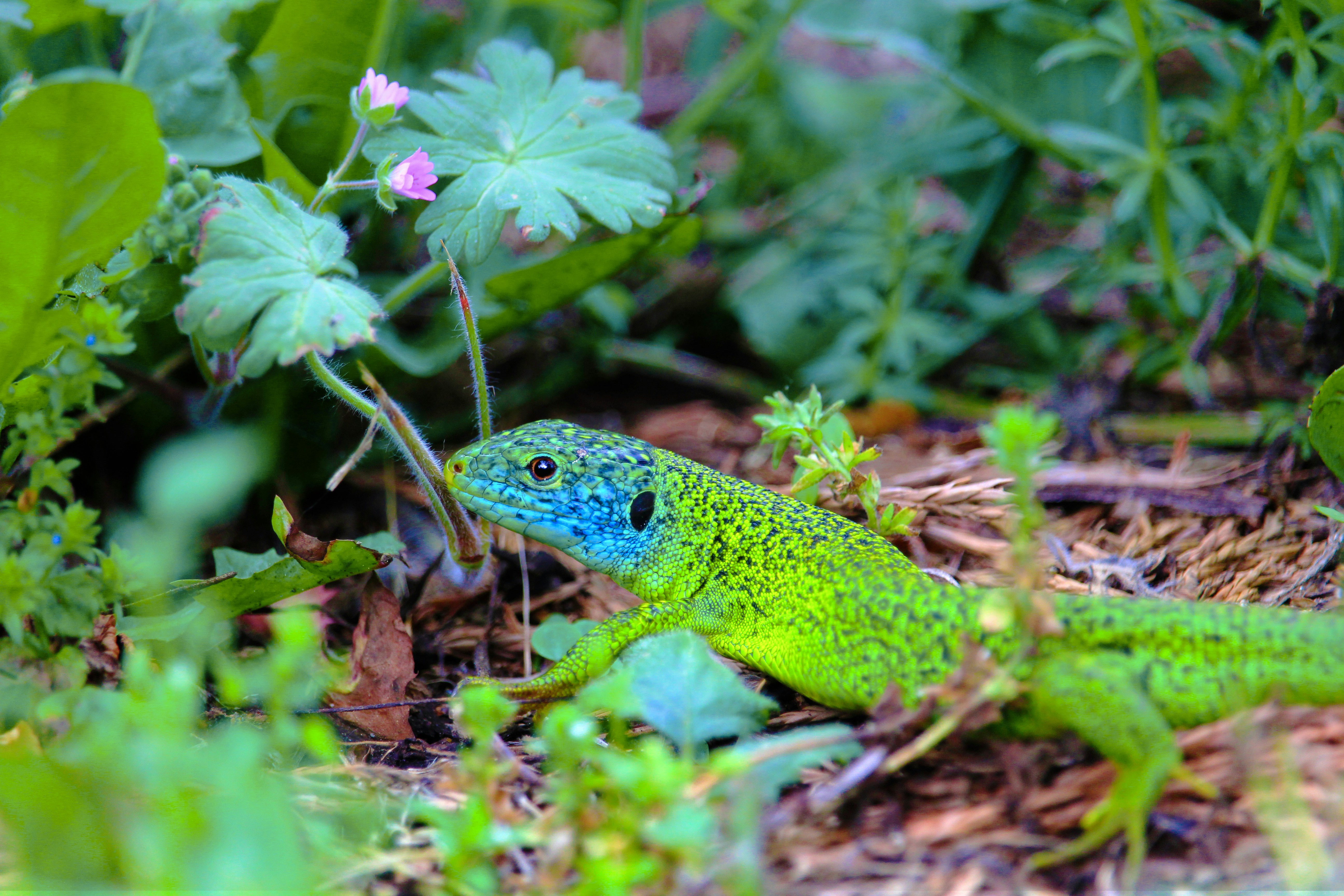 [Lézard vert occidental🦎]
En me format aux réglages de mon appareil, je suis tombé face à un lézard de 30 cm d'une coloration bleu et vert vivent ⚡. 