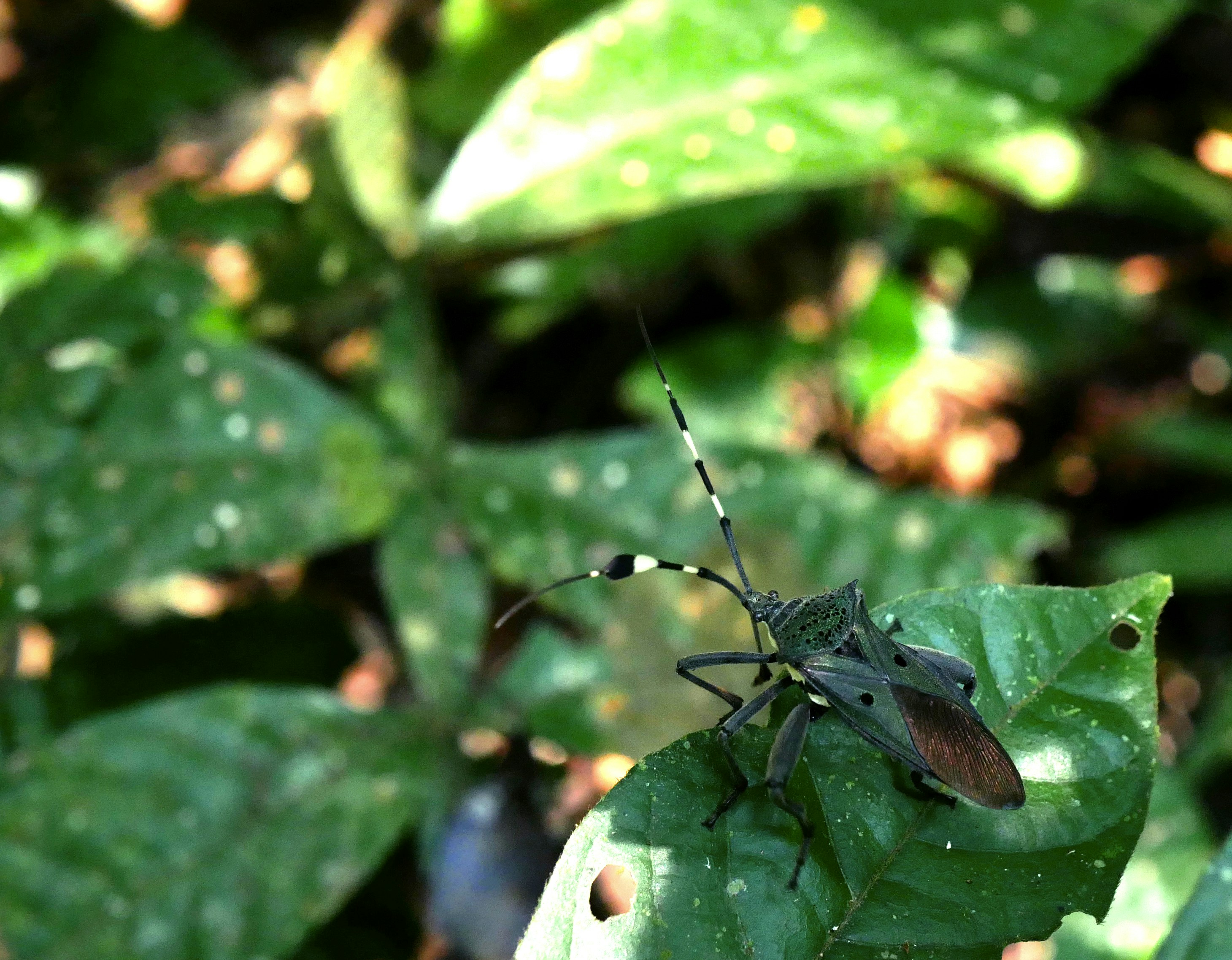 Macro Moment: Long-Antenna Shield Bug on a Sunlit Leaf