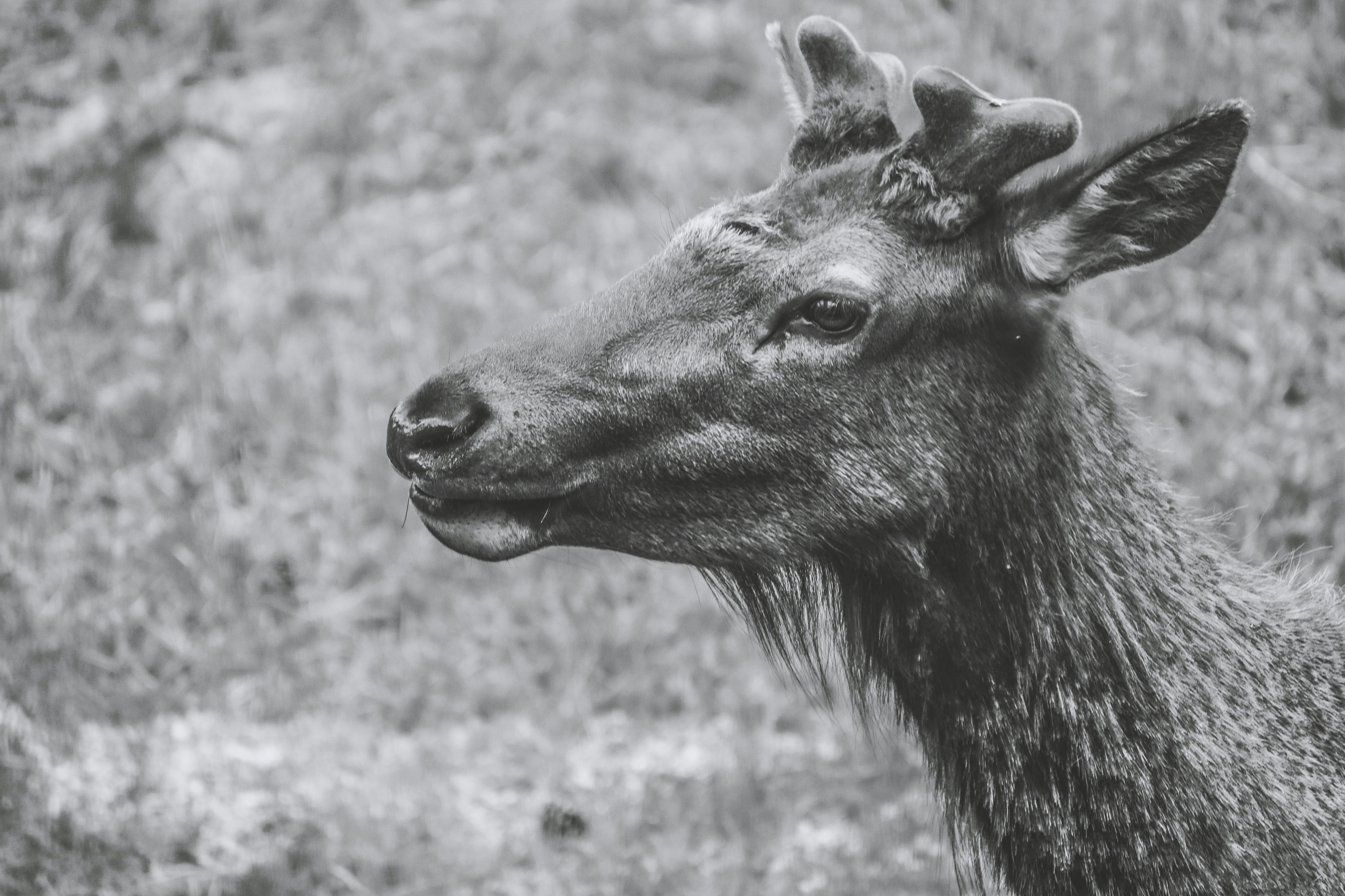 grayscale photo of a deer photo – Free Grey Image on Unsplash