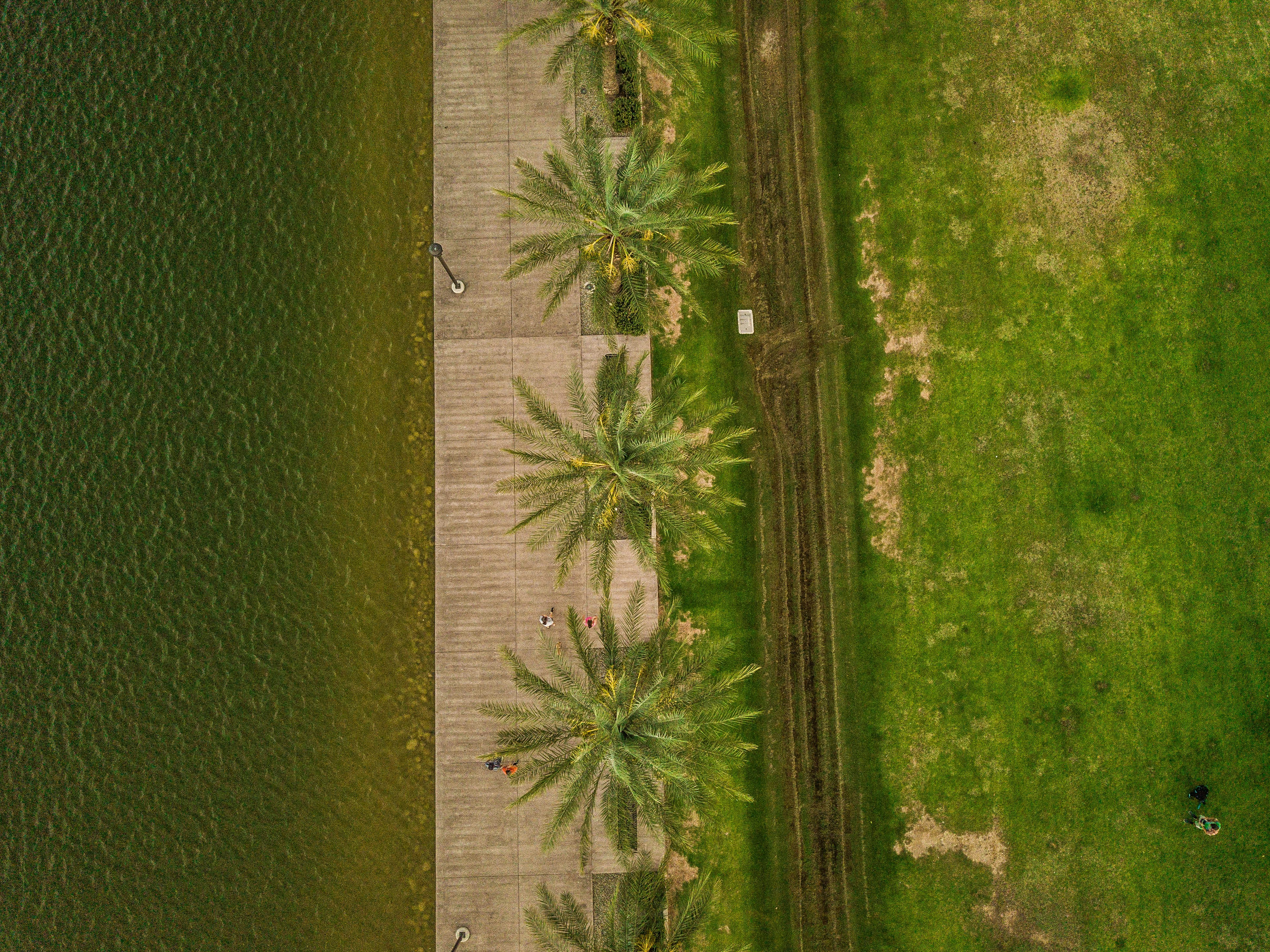 Palm-lined promenade beside tranquil water