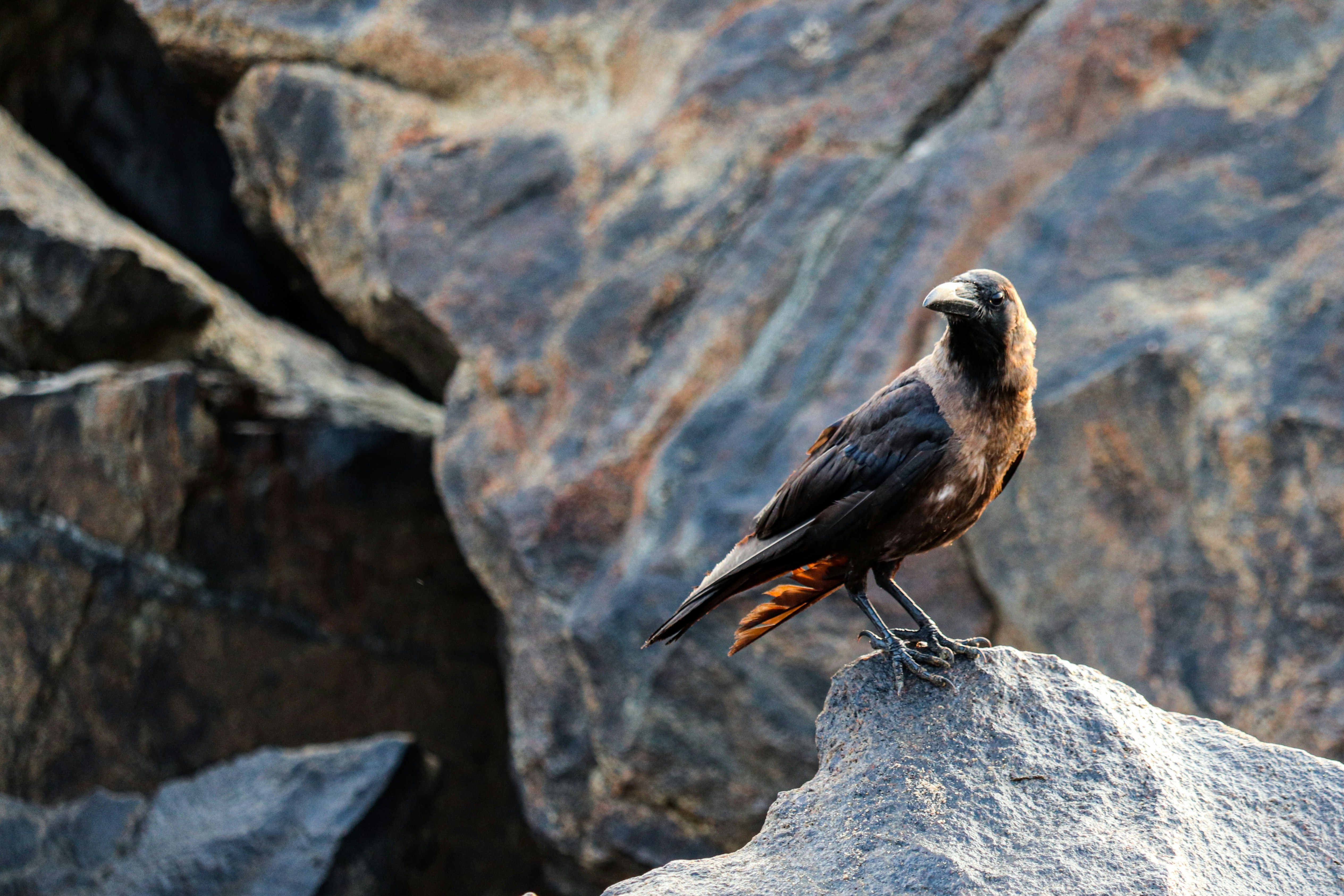 Crow perched on a rock against a backdrop of rugged stone.