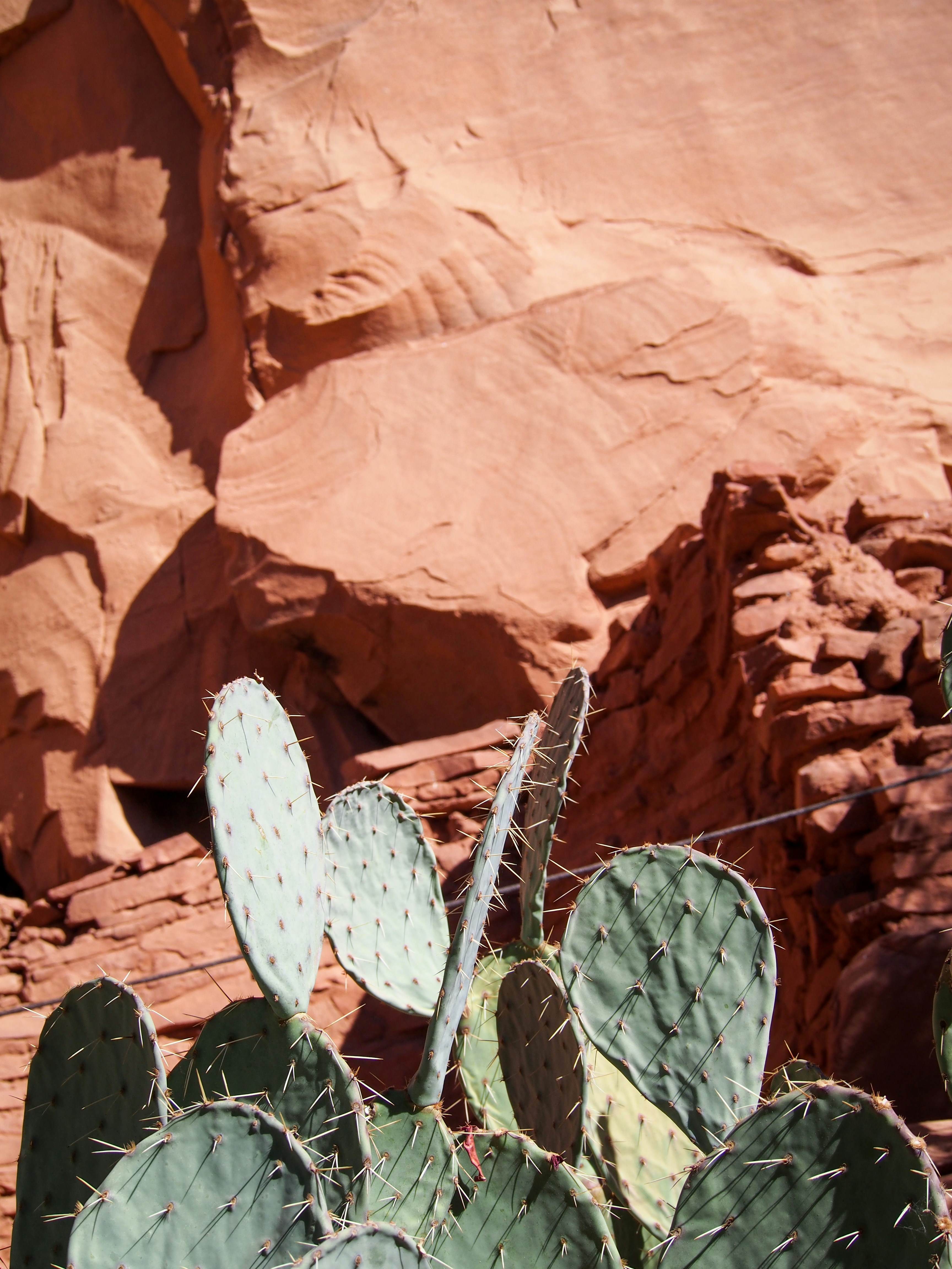 Desert Cactus Portrait Against Rust-Red Cliffs