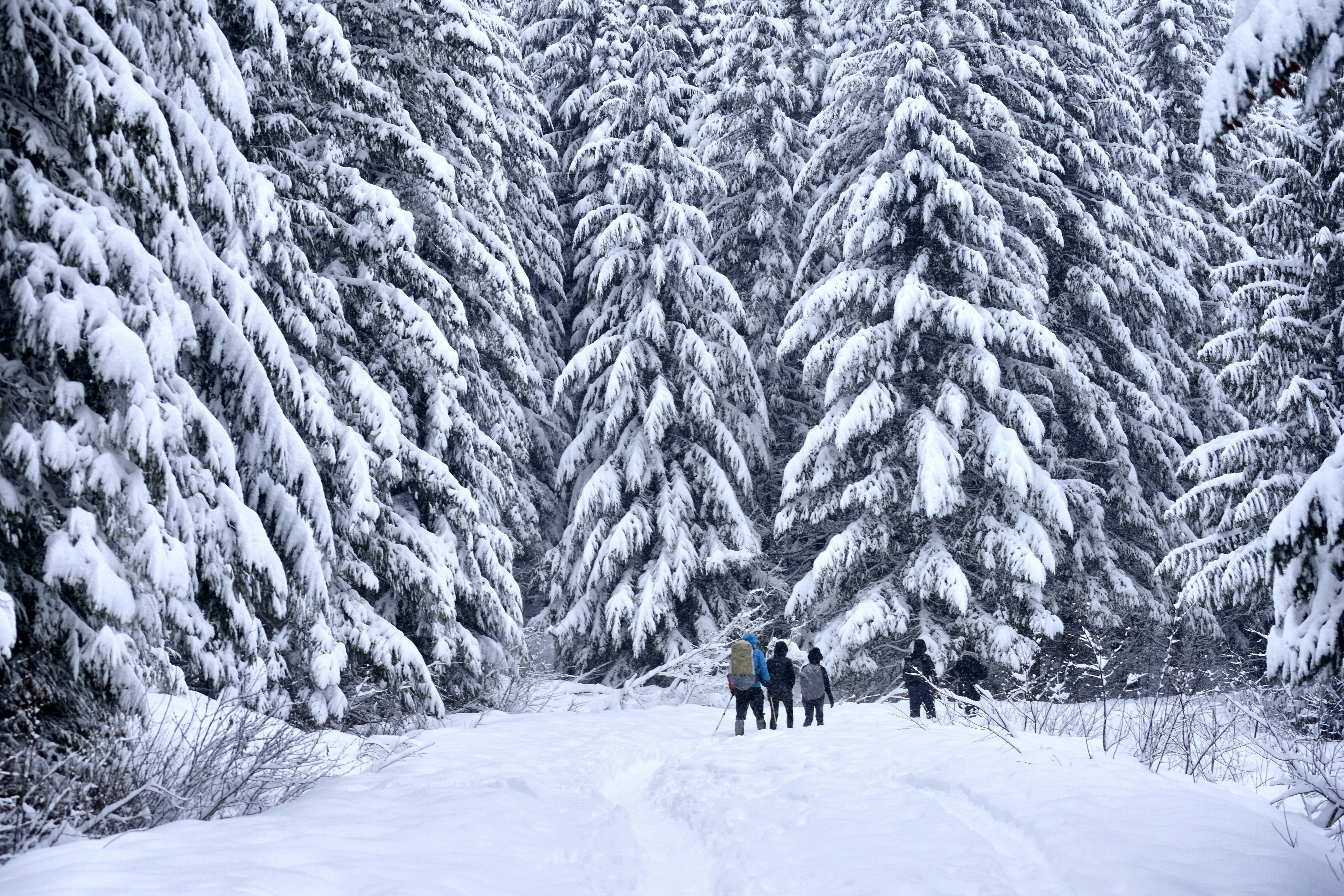 Group of hikers traversing a snow-blanketed path amidst towering evergreen trees in a winter landscape.