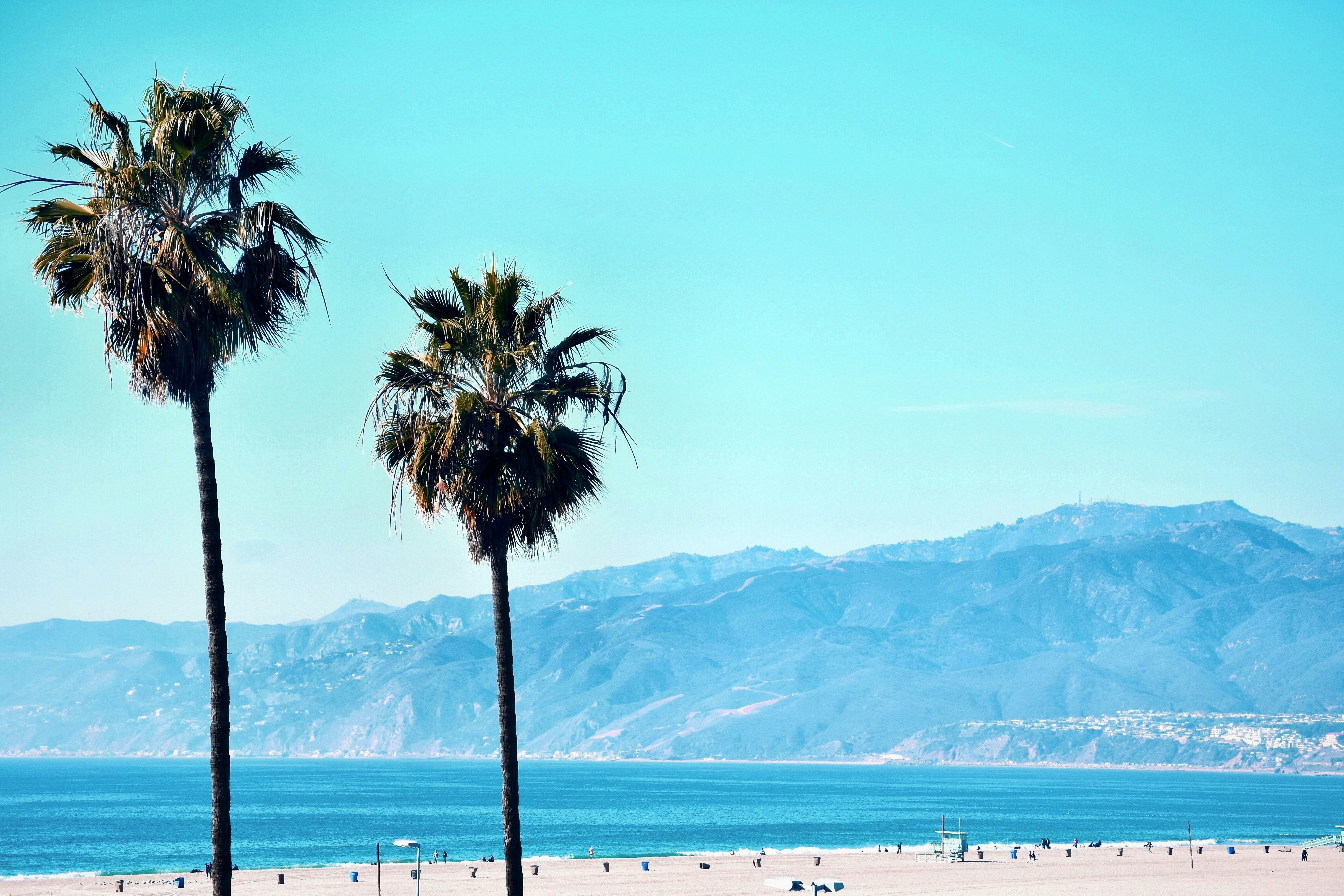 Two palm trees overlooking a tranquil blue ocean with distant mountains under a clear sky.
