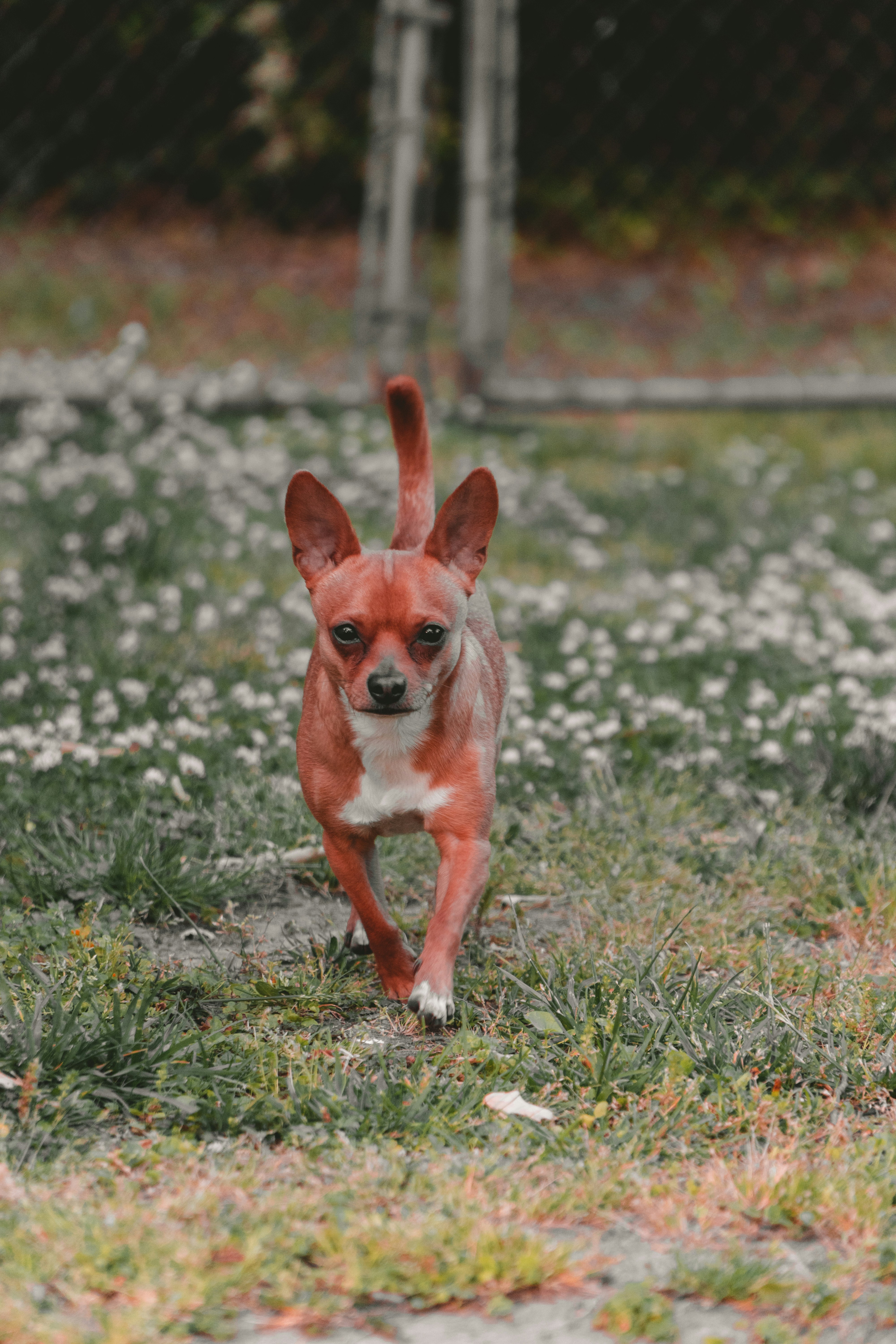 Crimson Terrier Patrols a Daisy-Laced Field Behind a Weathered Fence