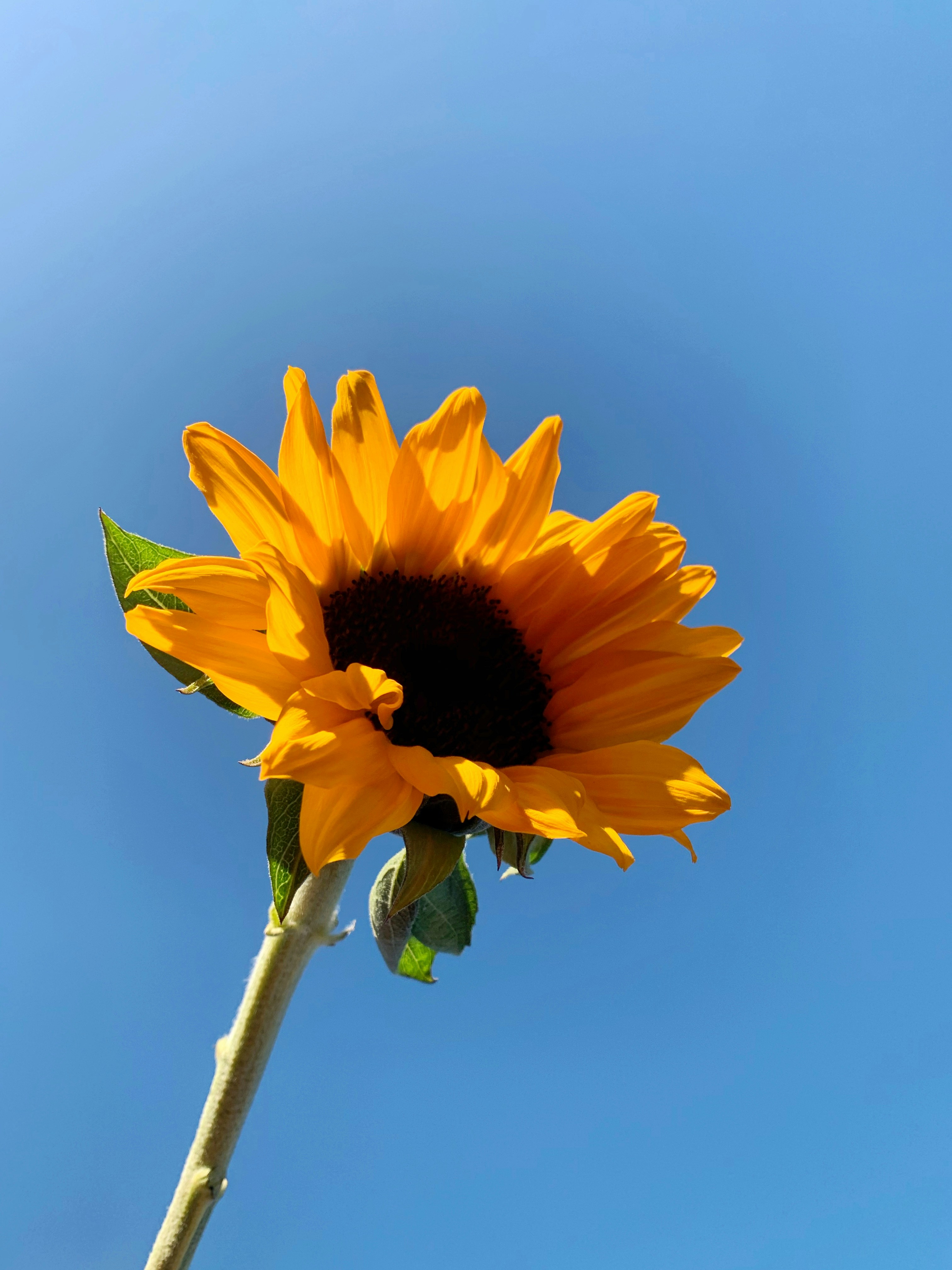 Vibrant sunflower reaching towards the clear blue sky, showcasing its bright petals and dark center.