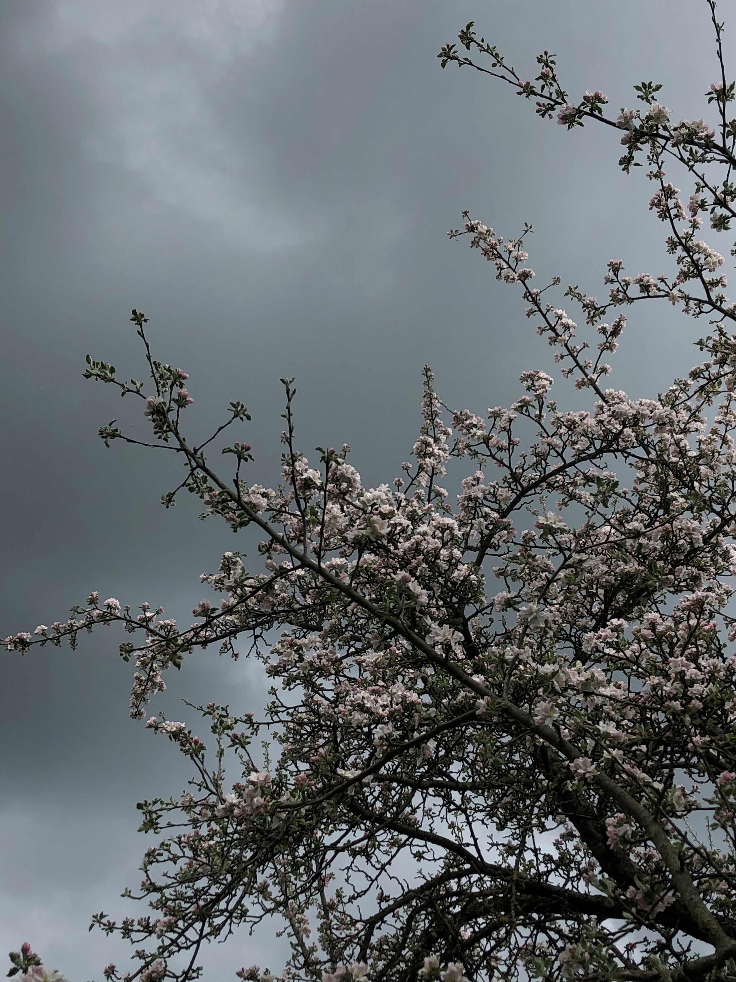 Delicate pink blossoms contrast against a backdrop of dark, brooding clouds, embodying the tension of changing seasons.