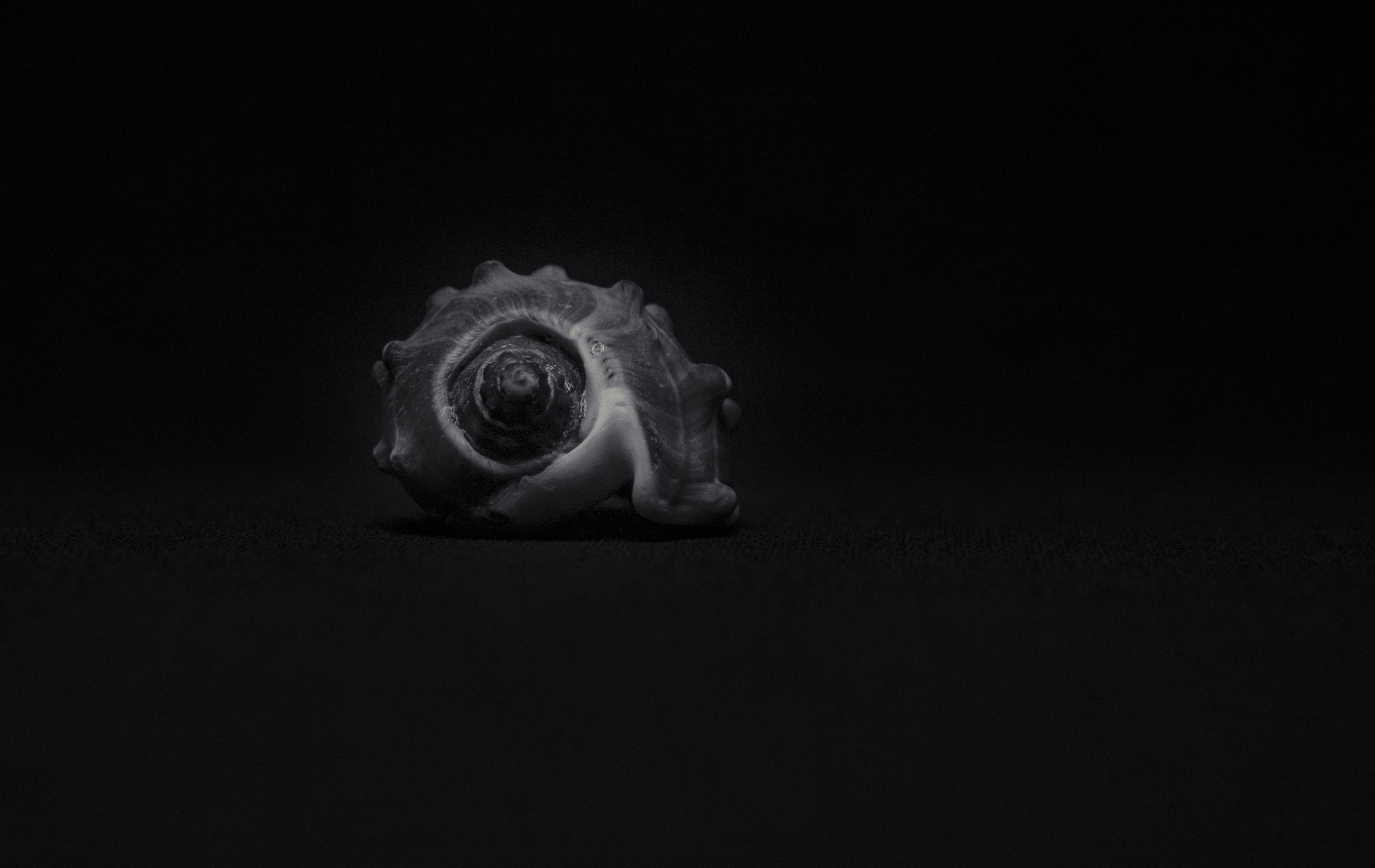 Whisper of a Bloom: A Close-Dropped Shell Emerges from Darkness