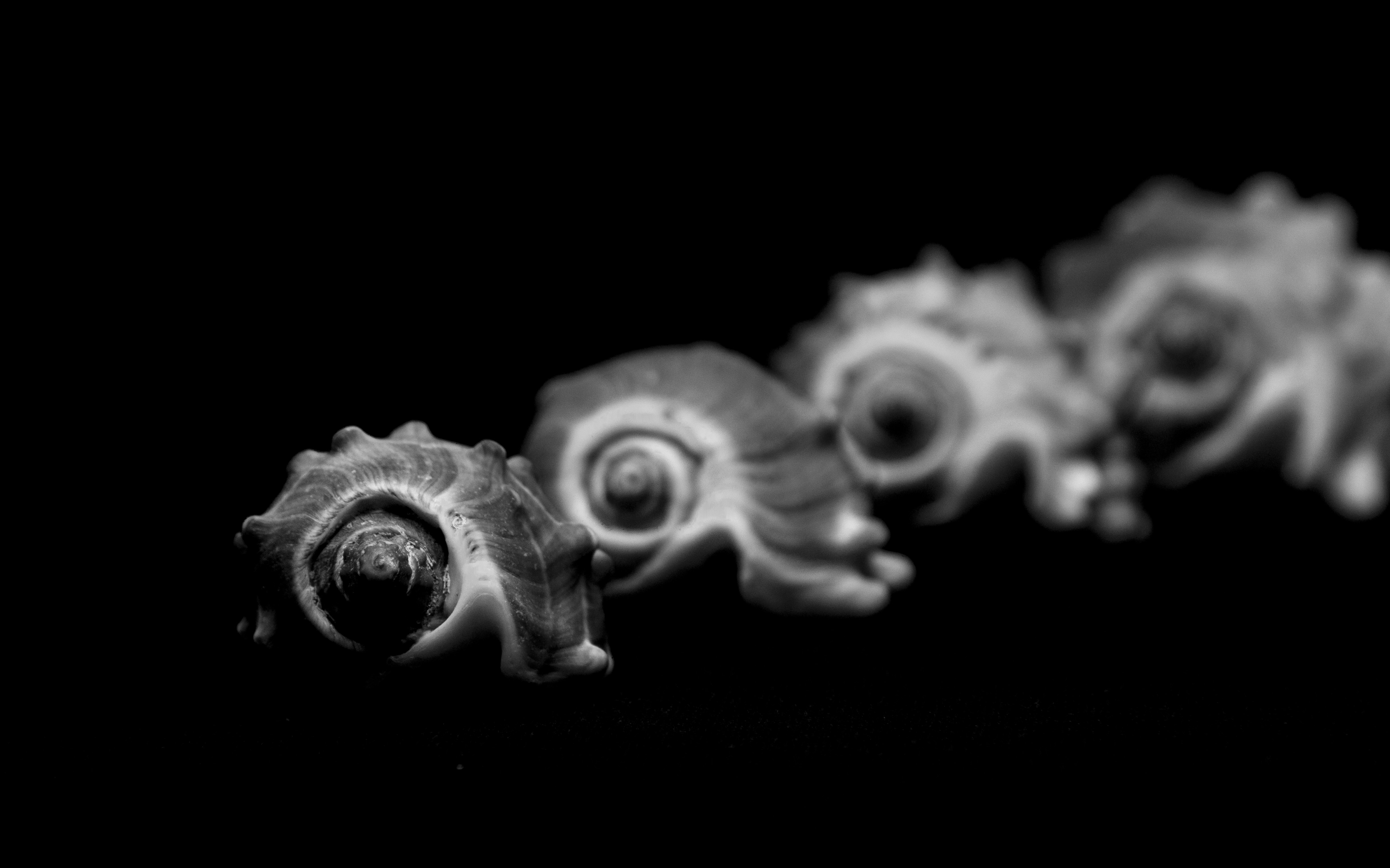 The Curved Line: A Macro Row of Snail Shells on Velvet Black