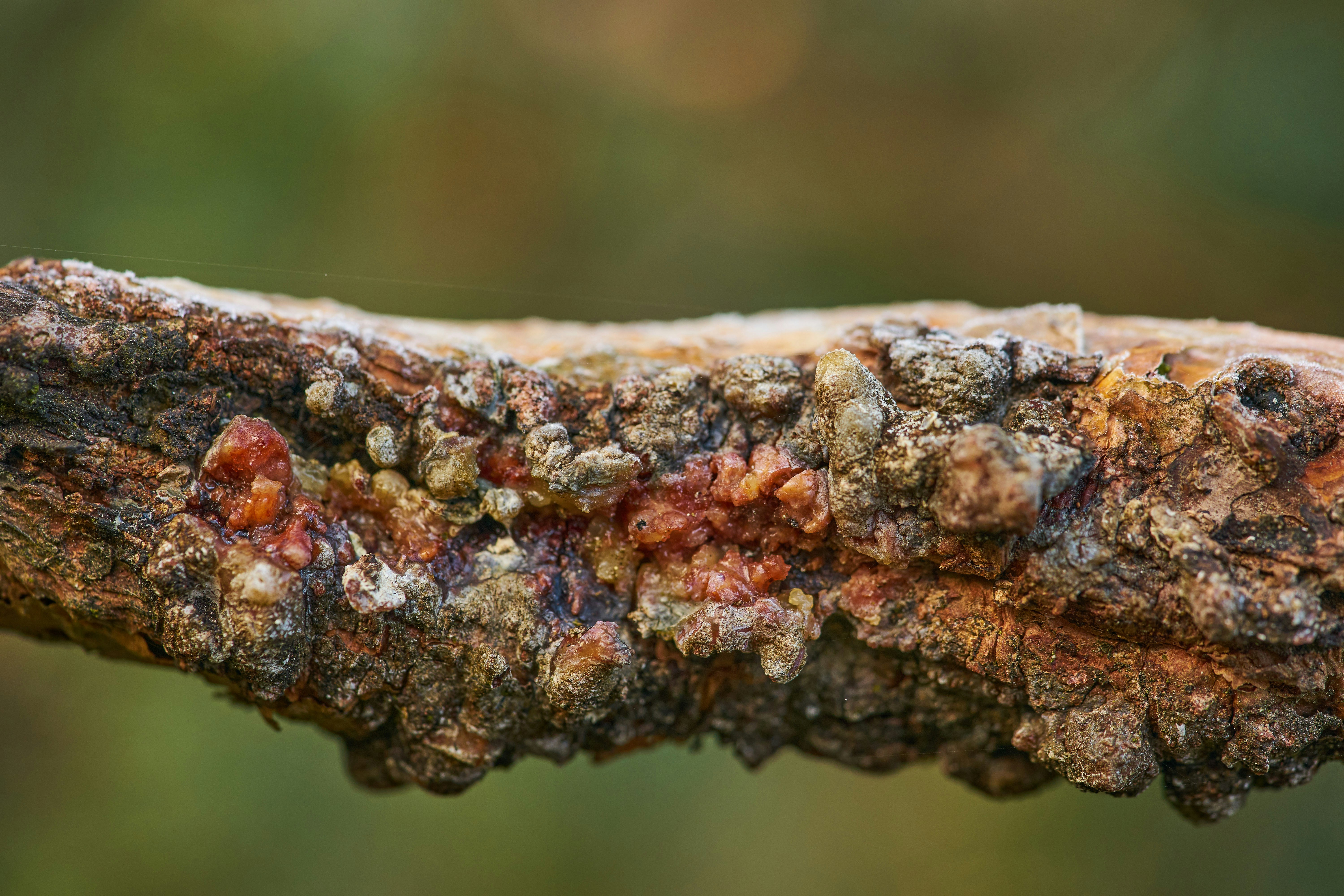 Rugged Bark: a macro close-up of withered, textured trunk crust