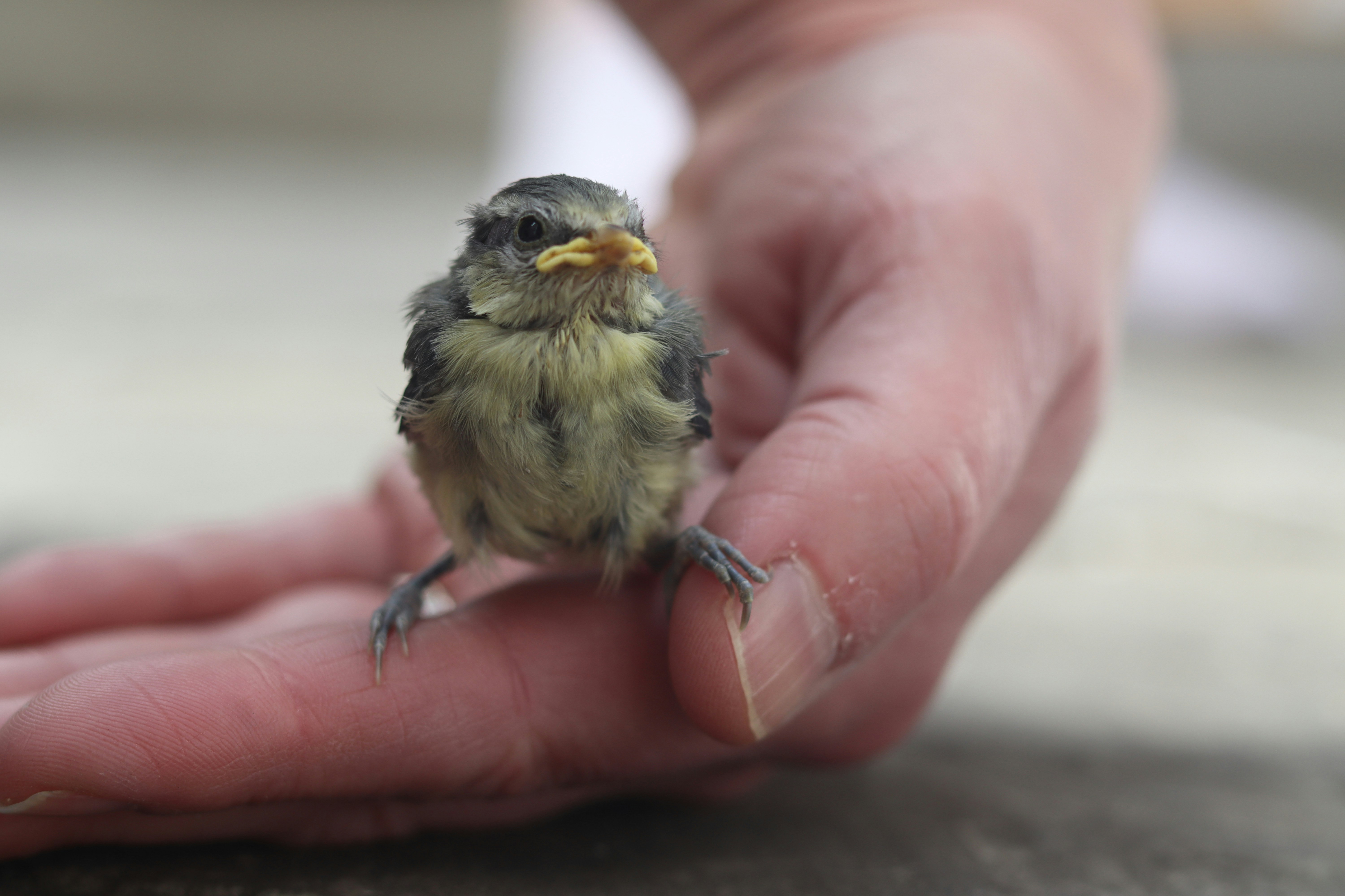 Tiny Brave Feathered Subject in Gentle Hand