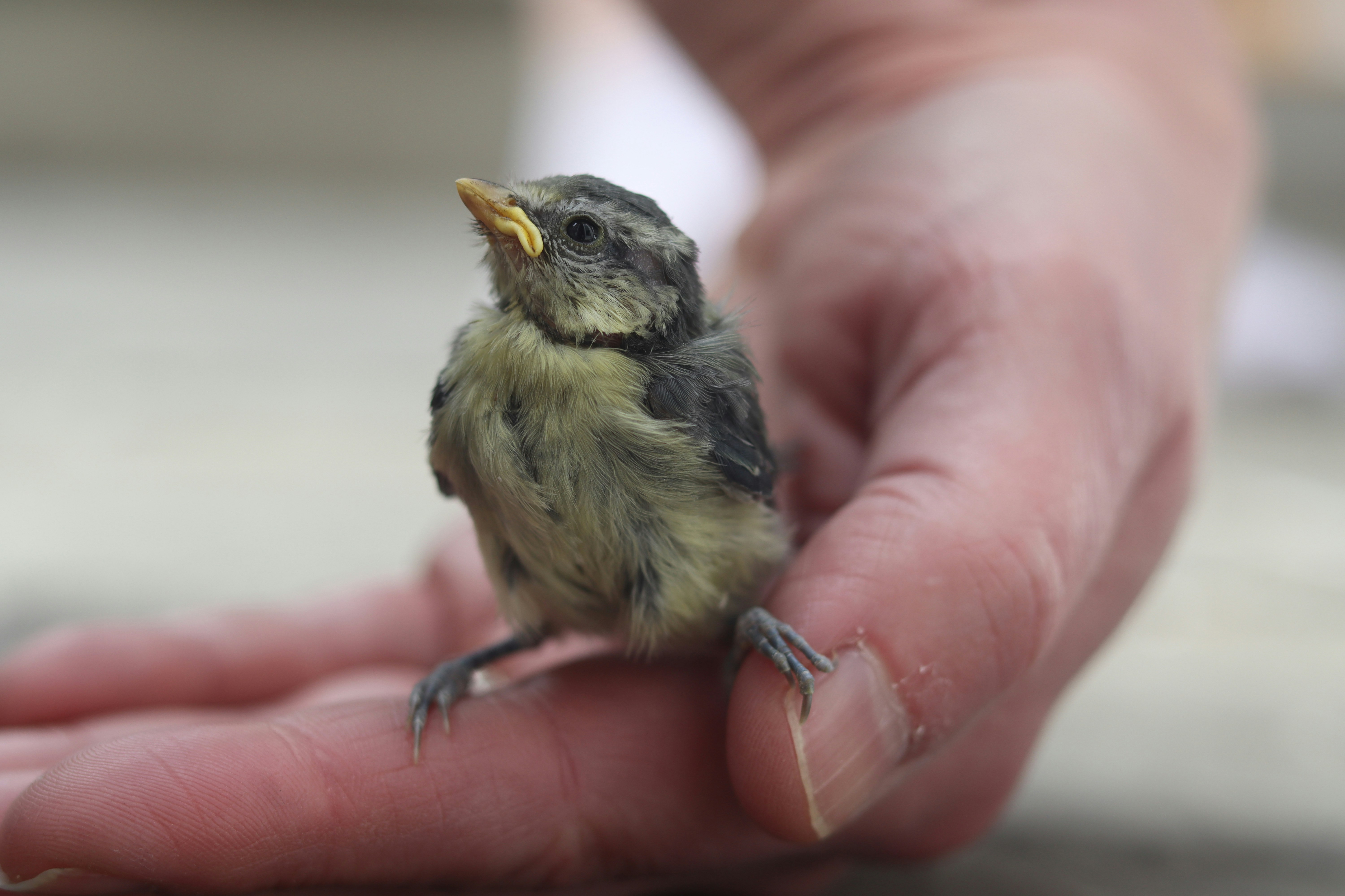 Tiny Songstress Resting on a Gentle Grip