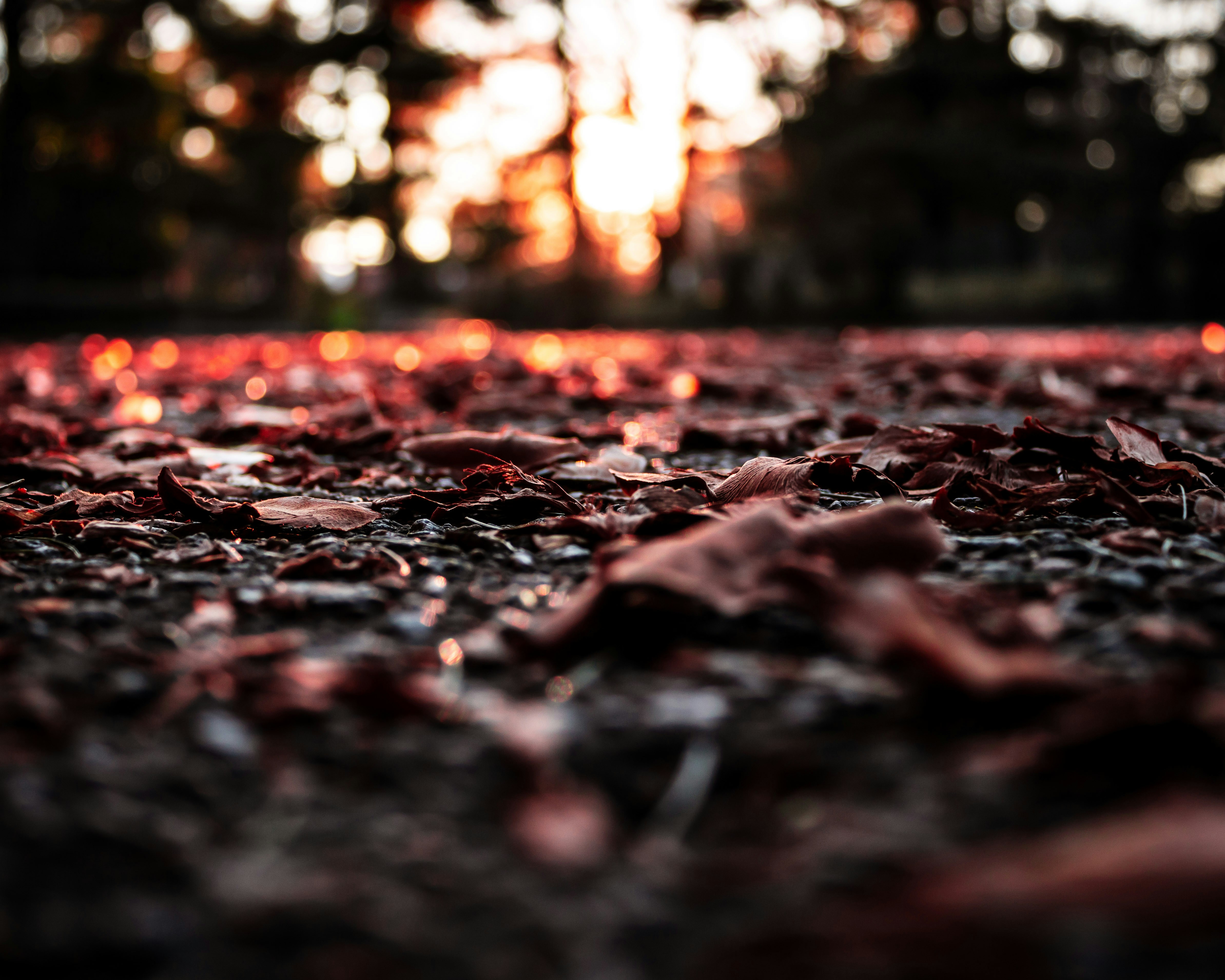 Crimson Sunset Through Leaf-Litter: A Ground-Level Autumn Echo