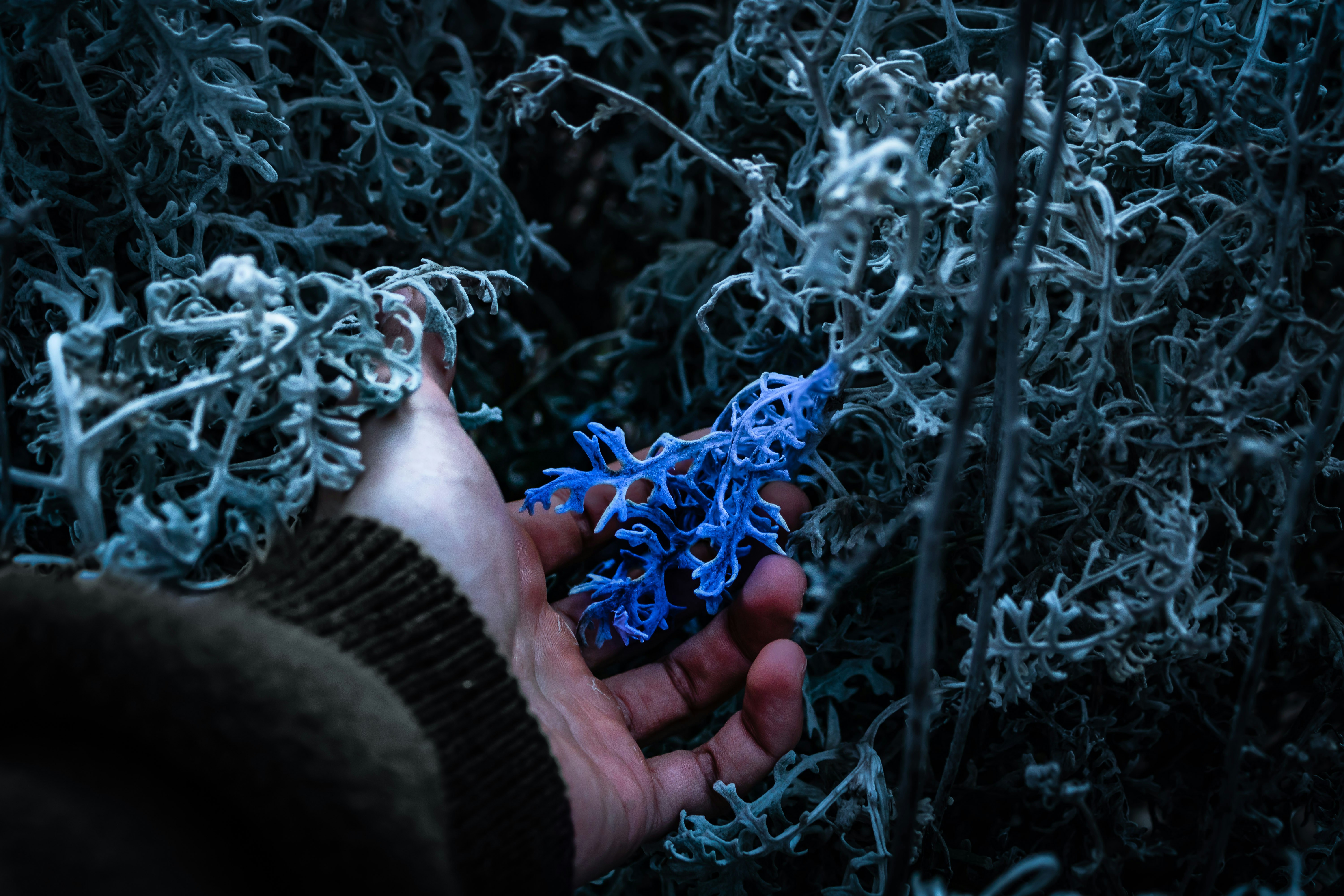 Azure Coral Leaf Cradled by Frost-Kissed Foliage
