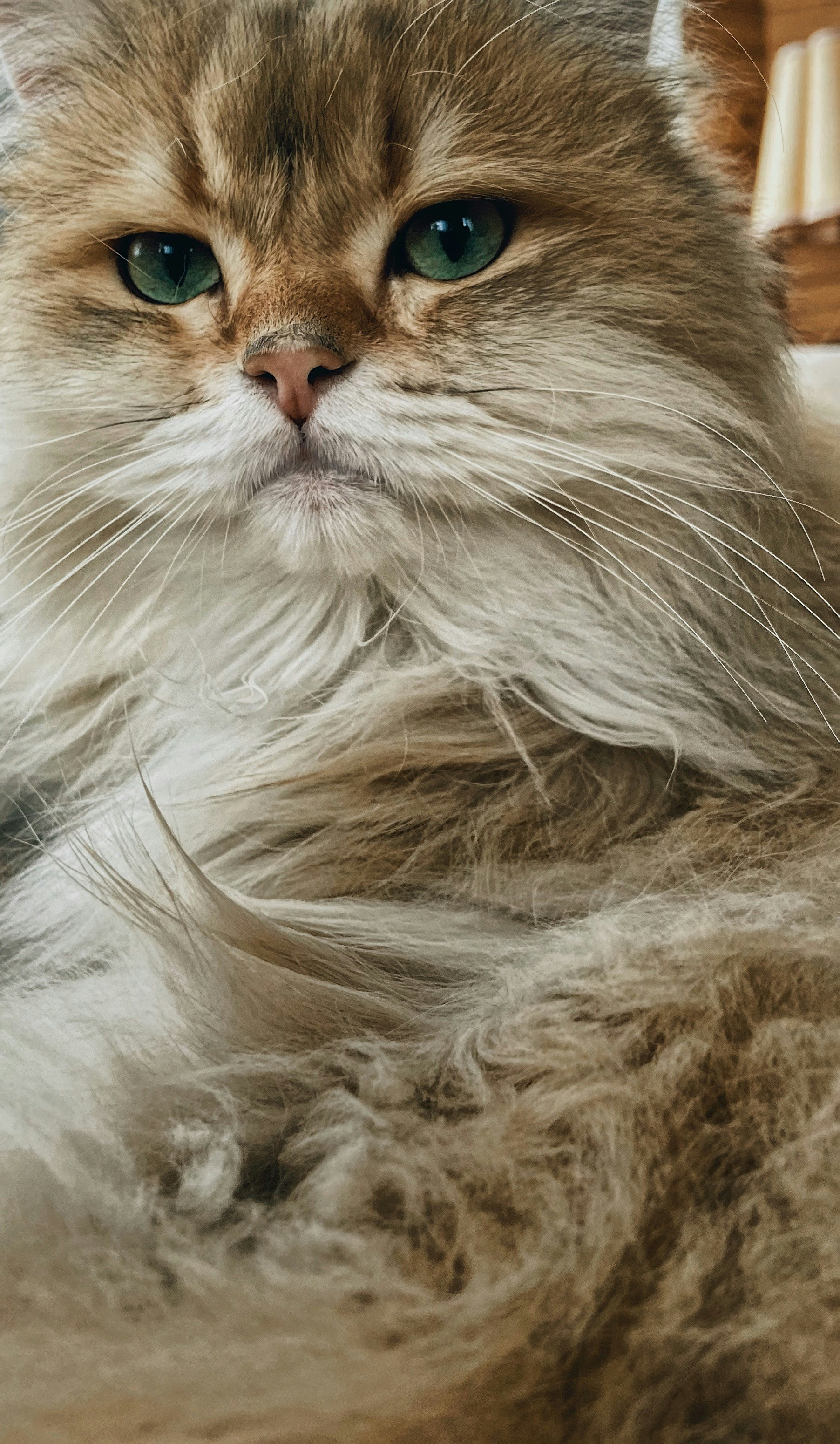 Photo by Dmitrii Zebrev with Apple iPhone 11