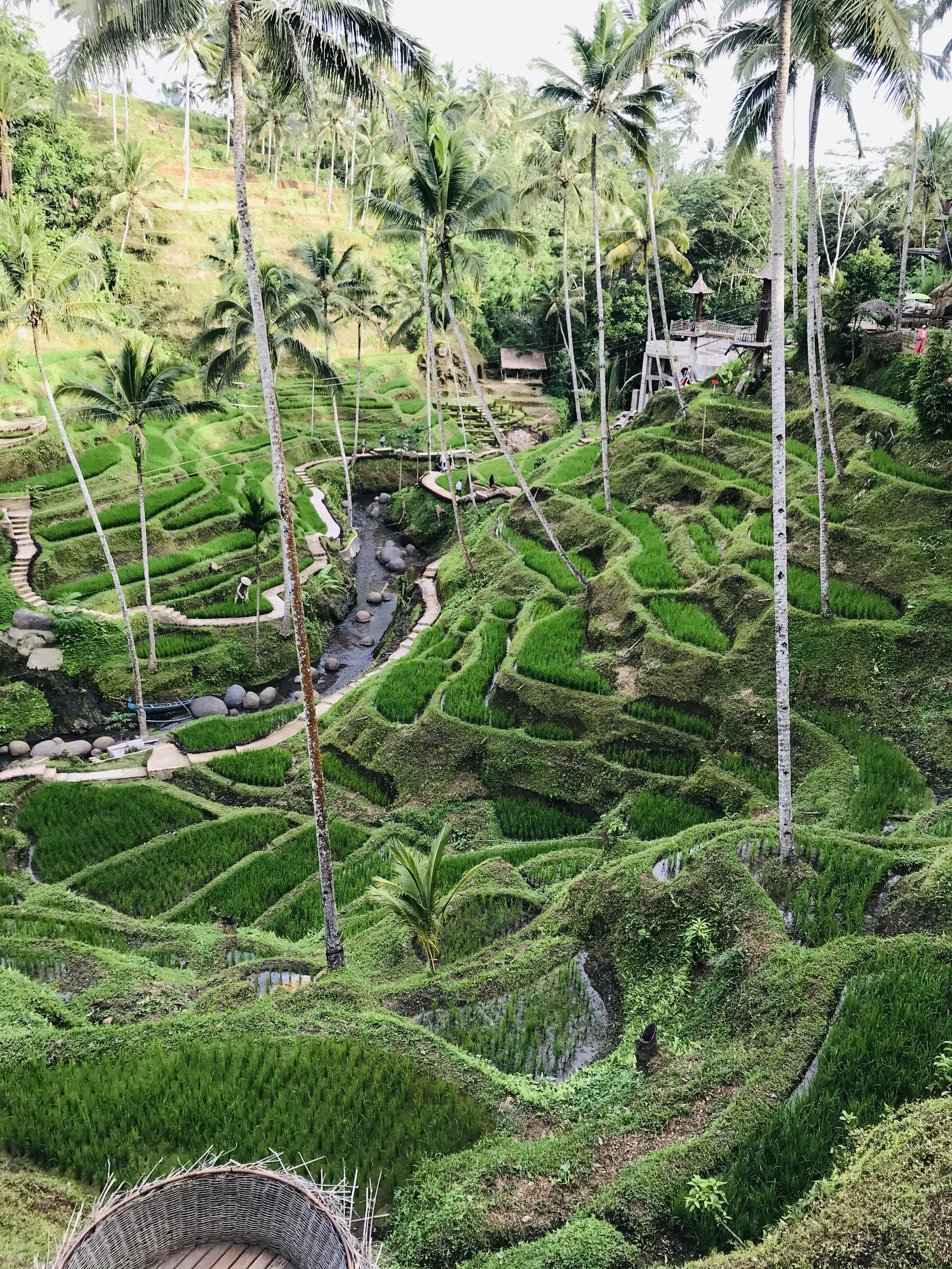 Vibrant rice terraces interwoven with winding paths and palm trees, showcasing the harmony of nature and agriculture. A serene landscape invites exploration.