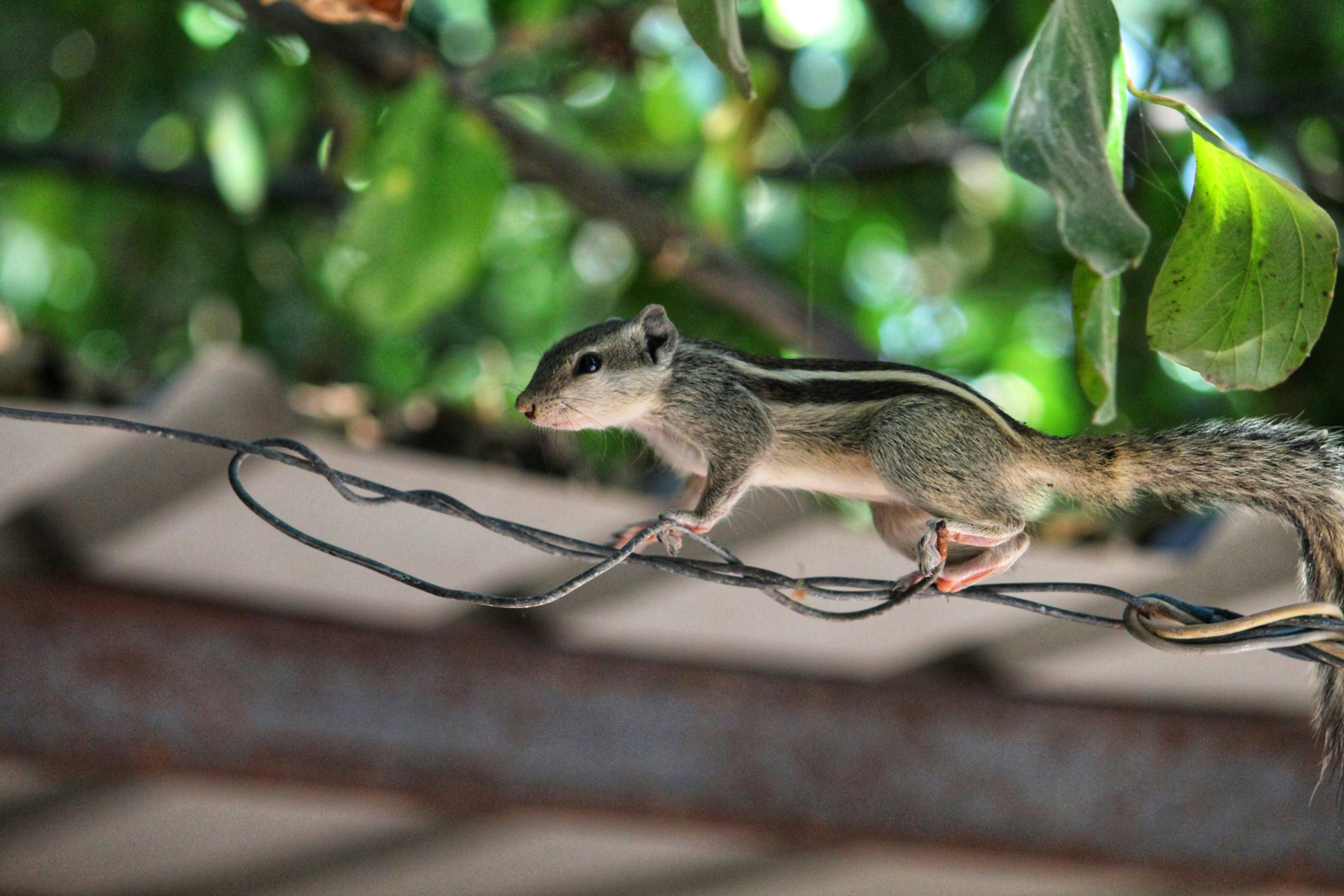 brown squirrel on brown metal fence during daytimeKhushbu hirpara
