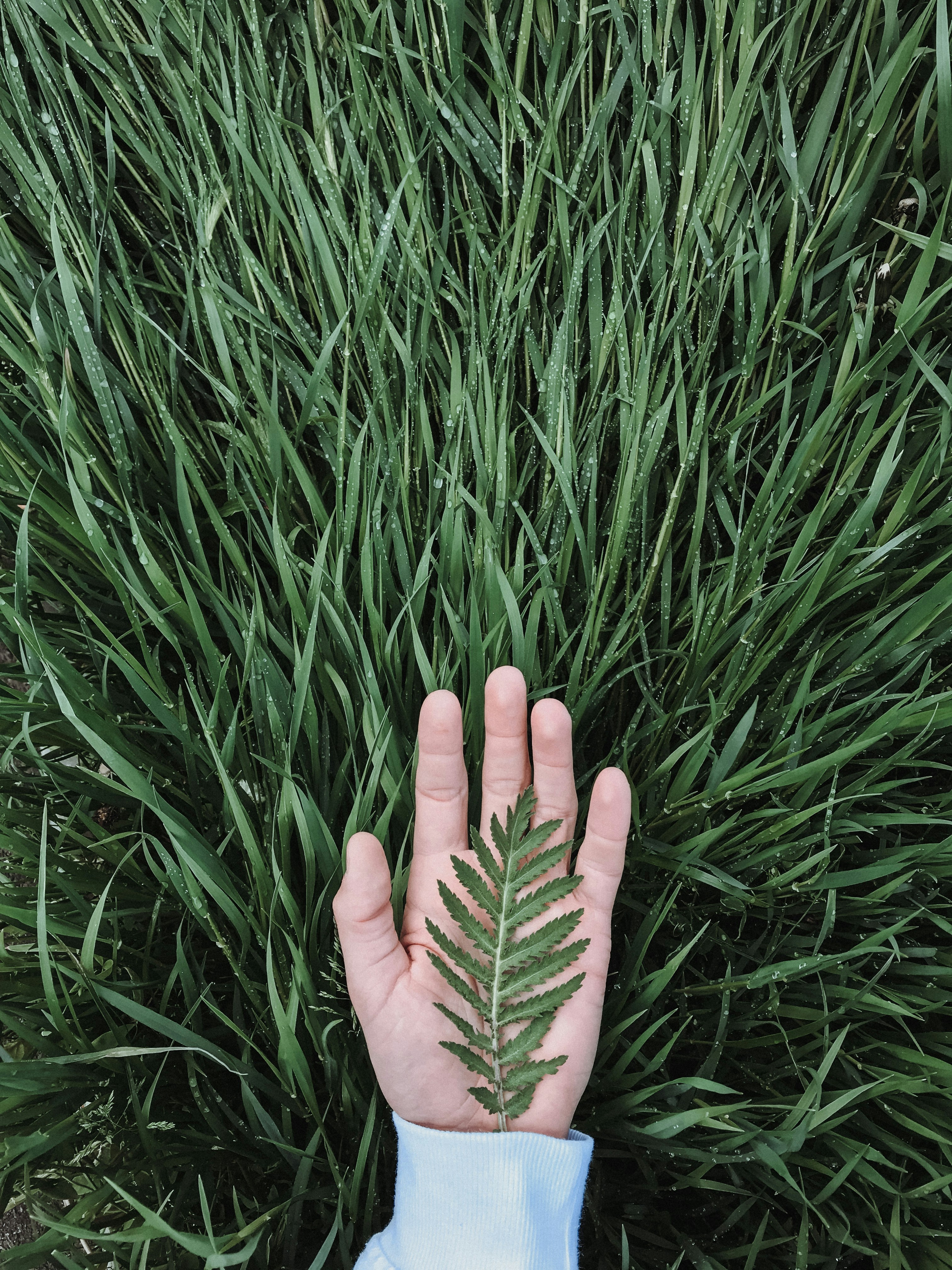 A hand gently cradles a fern against a backdrop of lush green grass, symbolizing harmony with nature.
