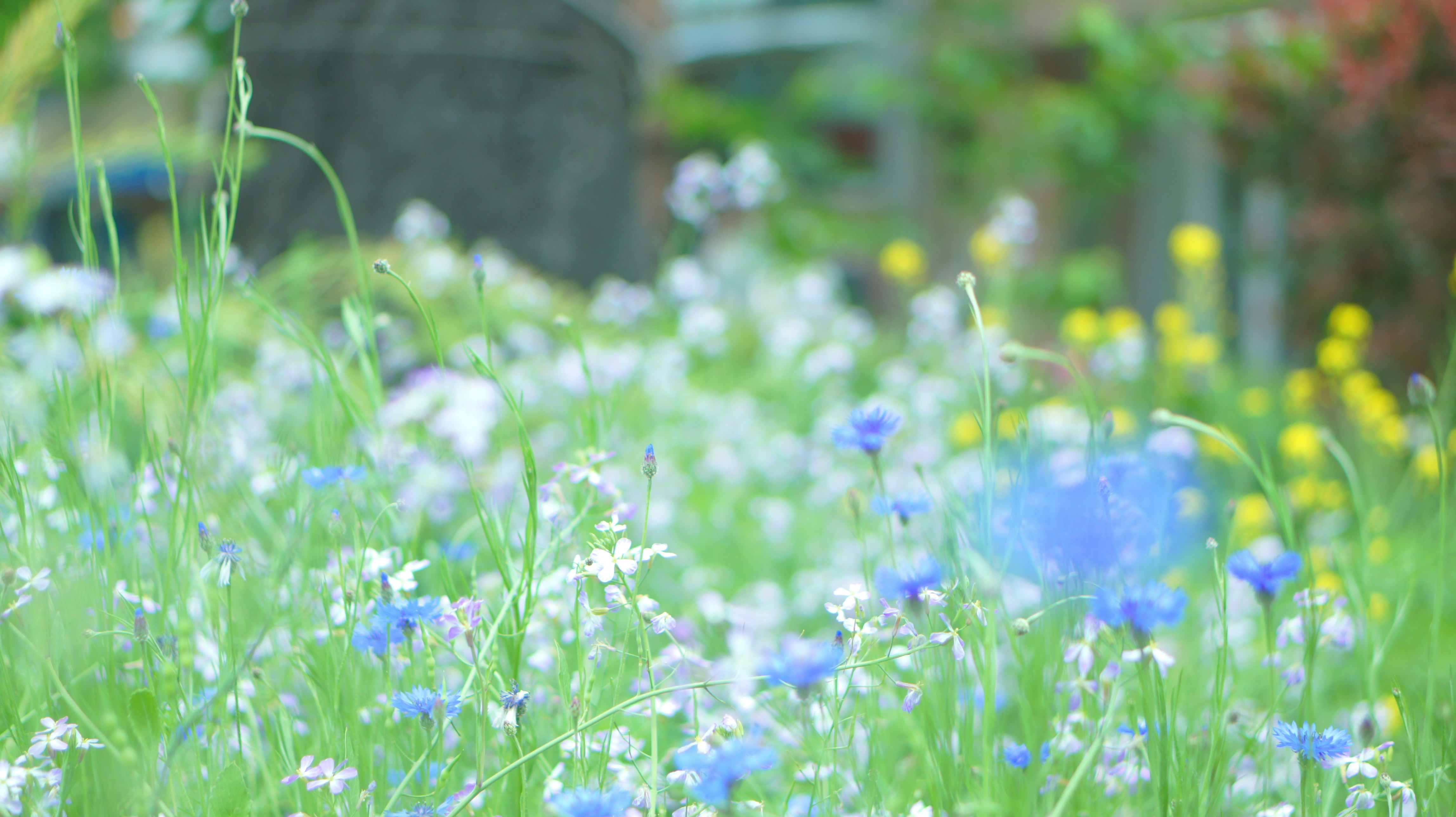 A vibrant meadow filled with wildflowers in various shades of blue, white, and yellow, creating a tranquil scene. The soft focus adds a dreamy quality to the natural beauty.