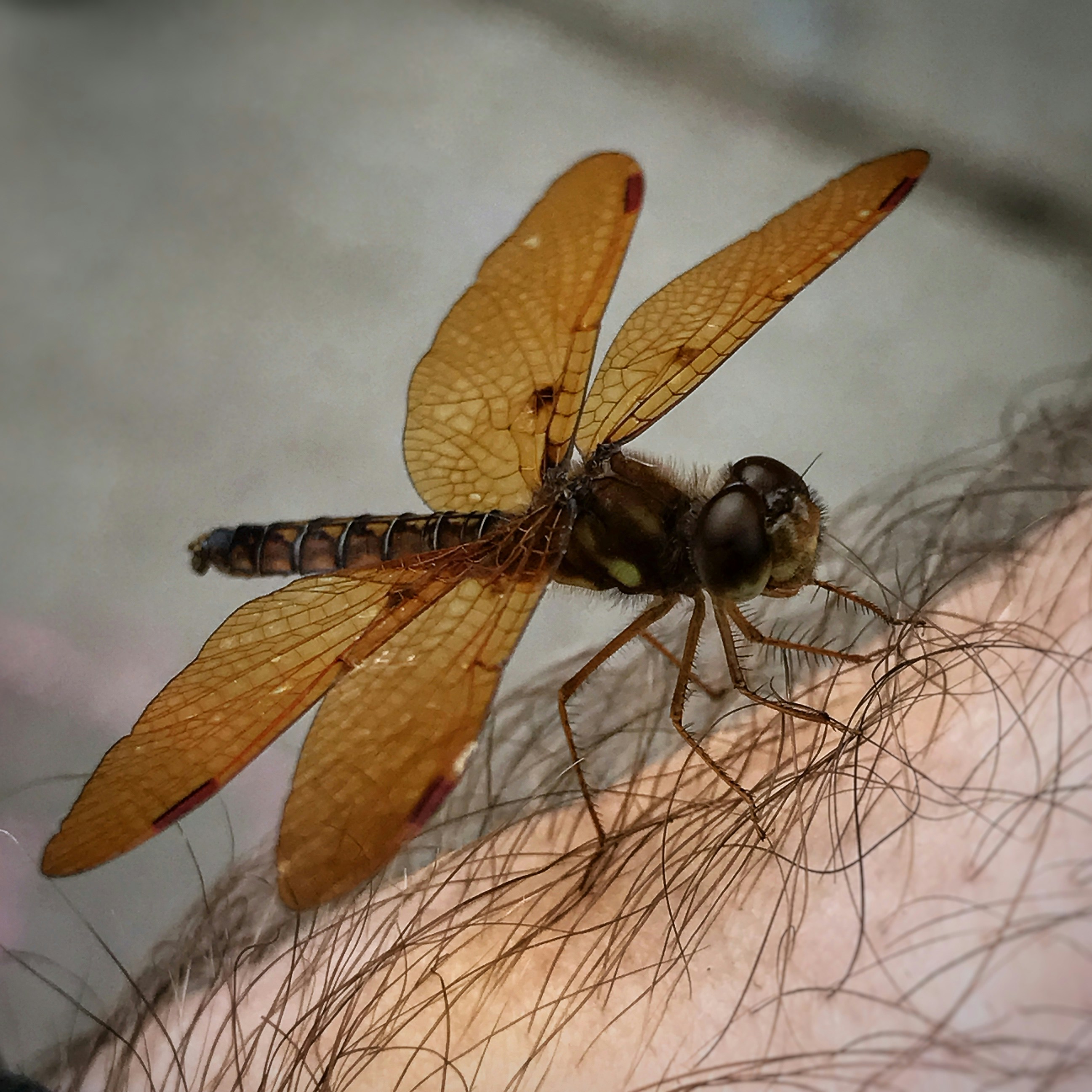 Brown and black dragonfly on human hand photo – Free United states ...