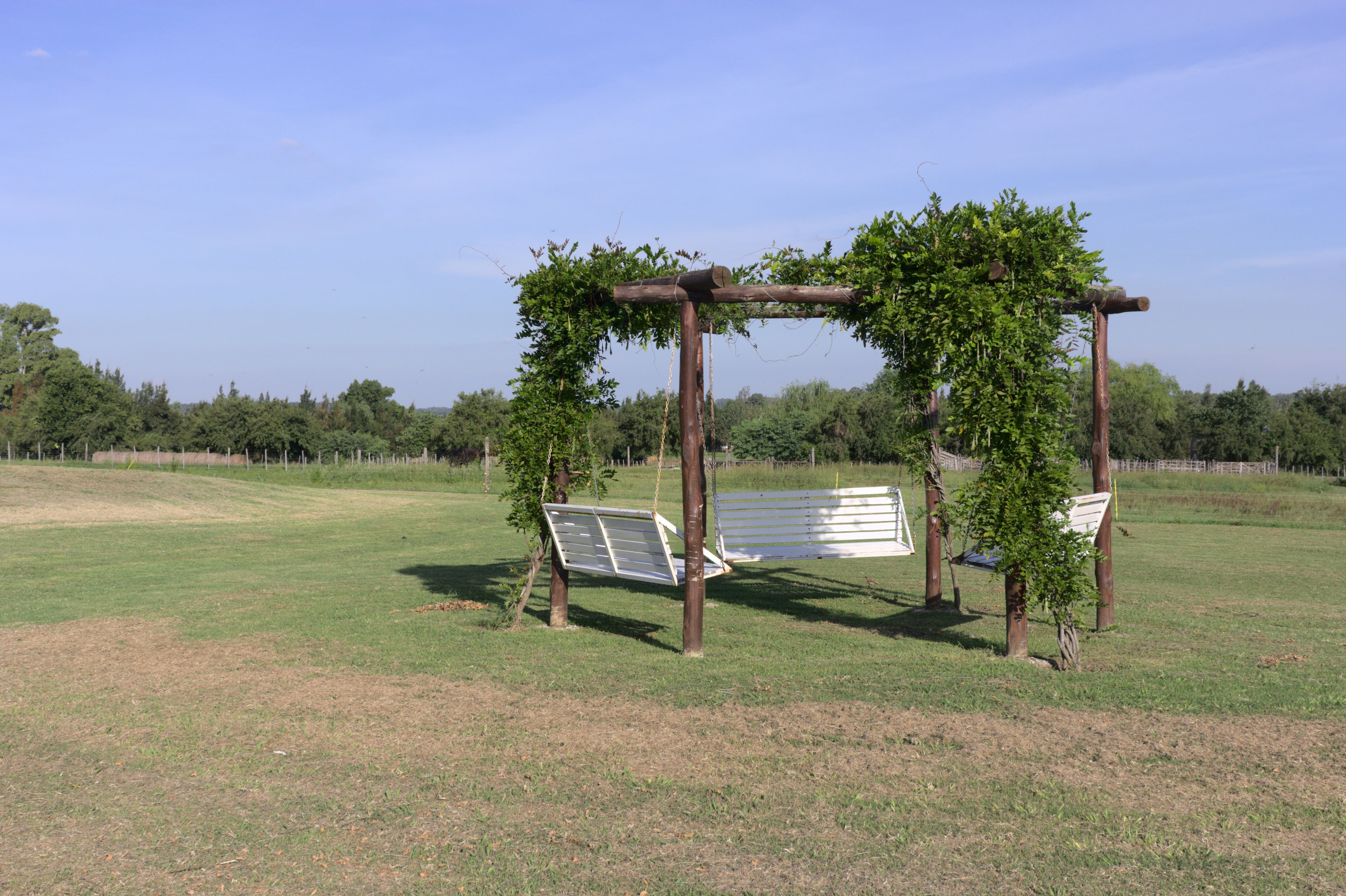 Vines and Timber Swing under an Open Sky