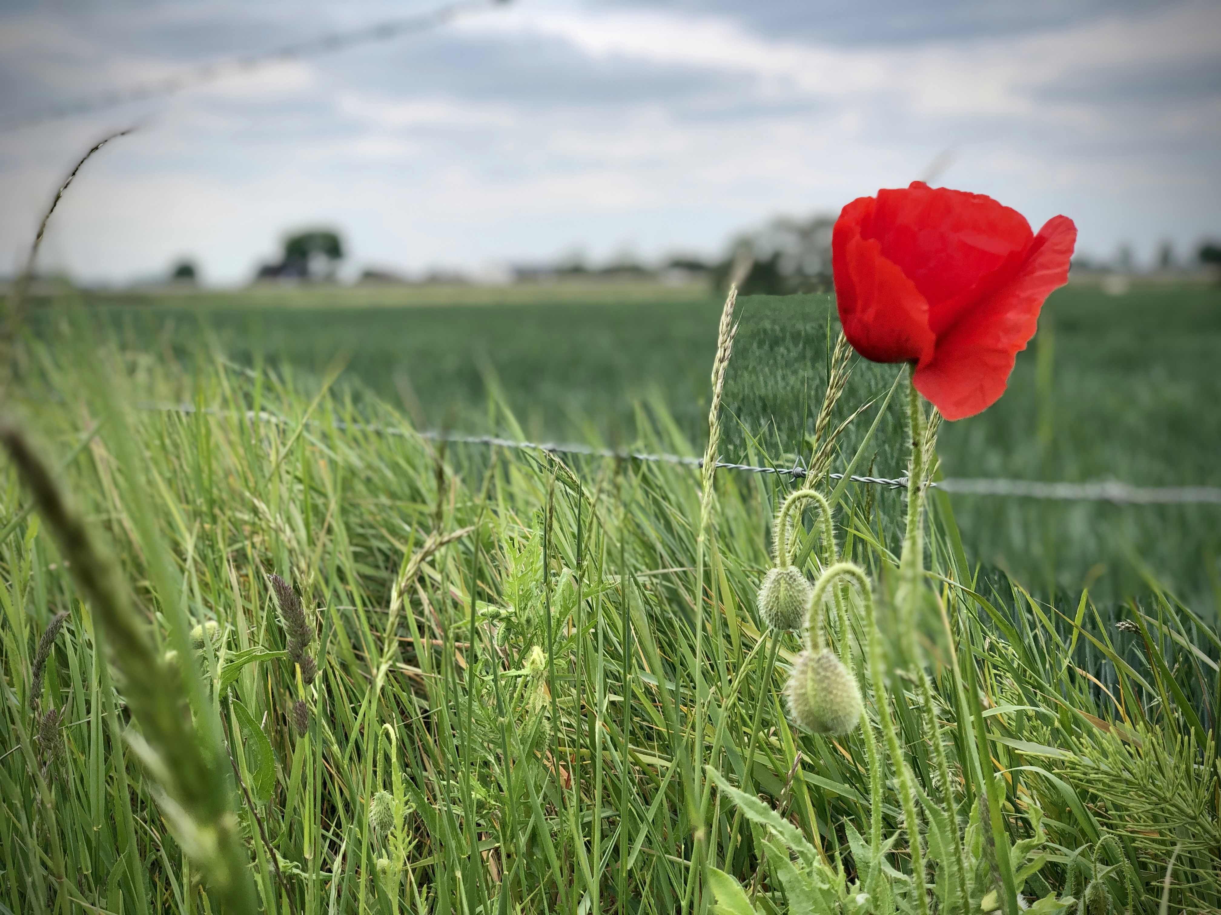 A single red flower sitting in the middle of a field photo – Free ...
