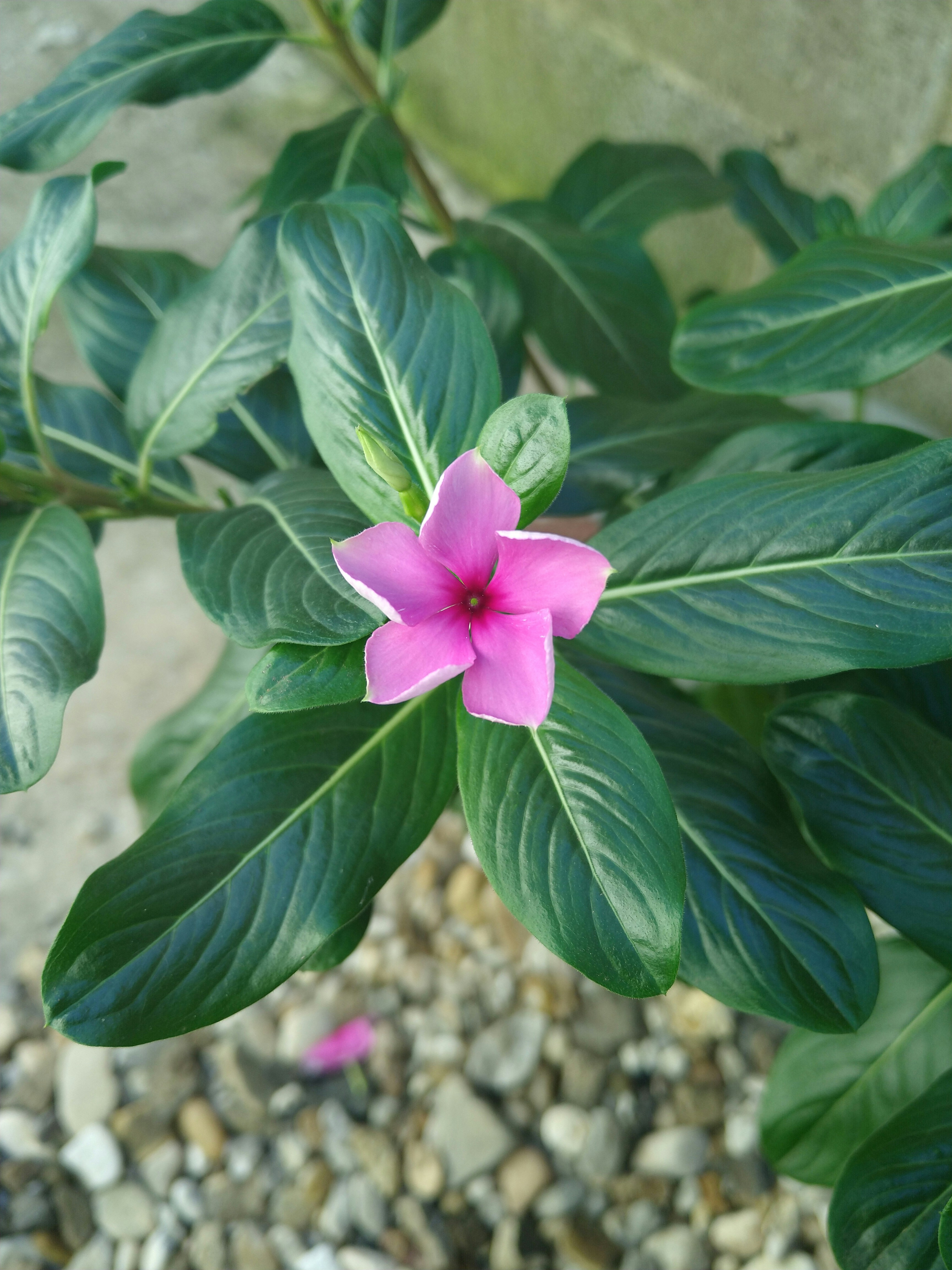 A vibrant pink flower emerges from lush green leaves, showcasing its delicate petals against a textured background. The composition highlights the natural beauty of the plant.