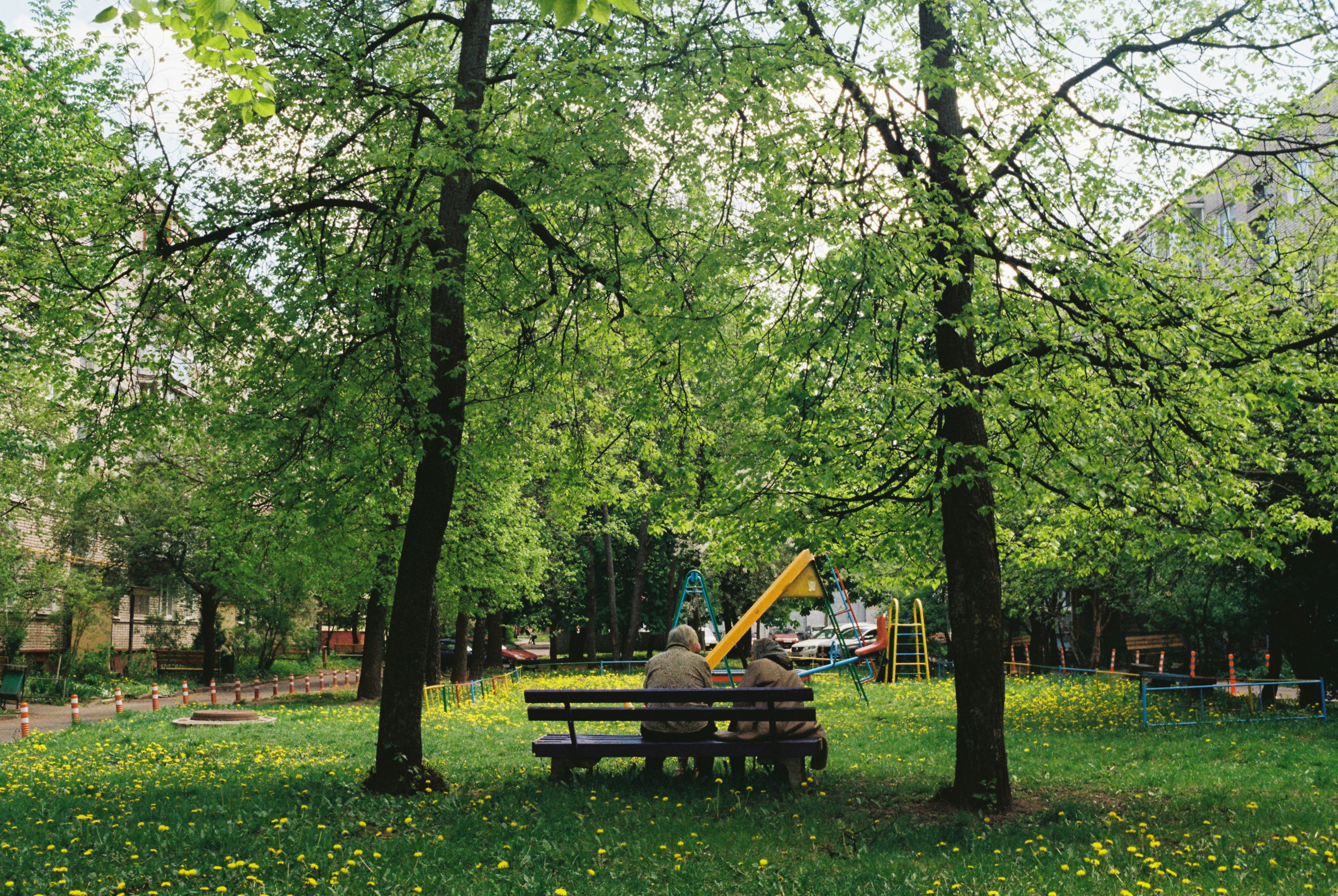 Two individuals seated on a bench surrounded by lush greenery and playful dandelions in a tranquil park setting.