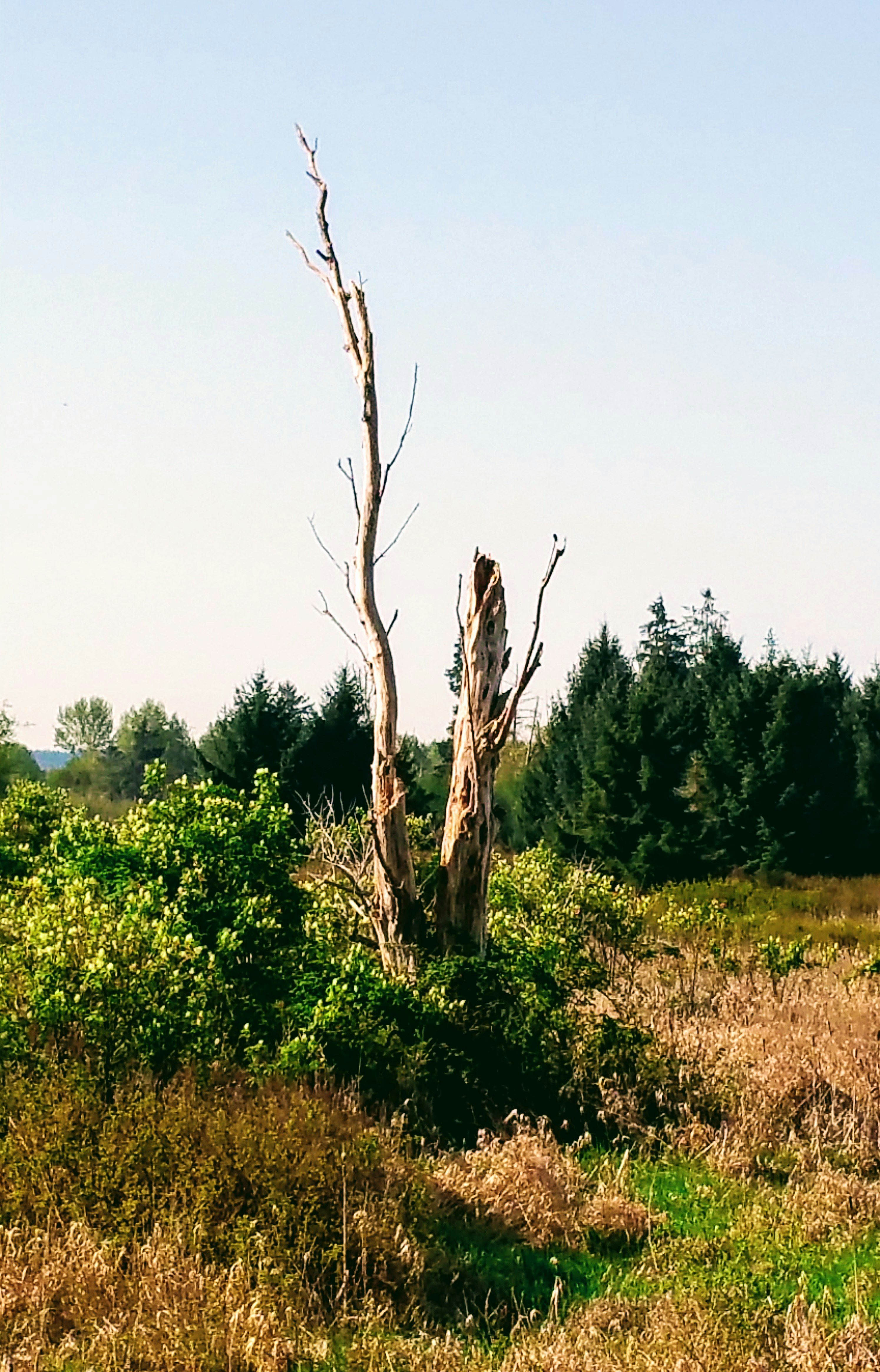 Deserted Tree Sentinel Rising from Meadow