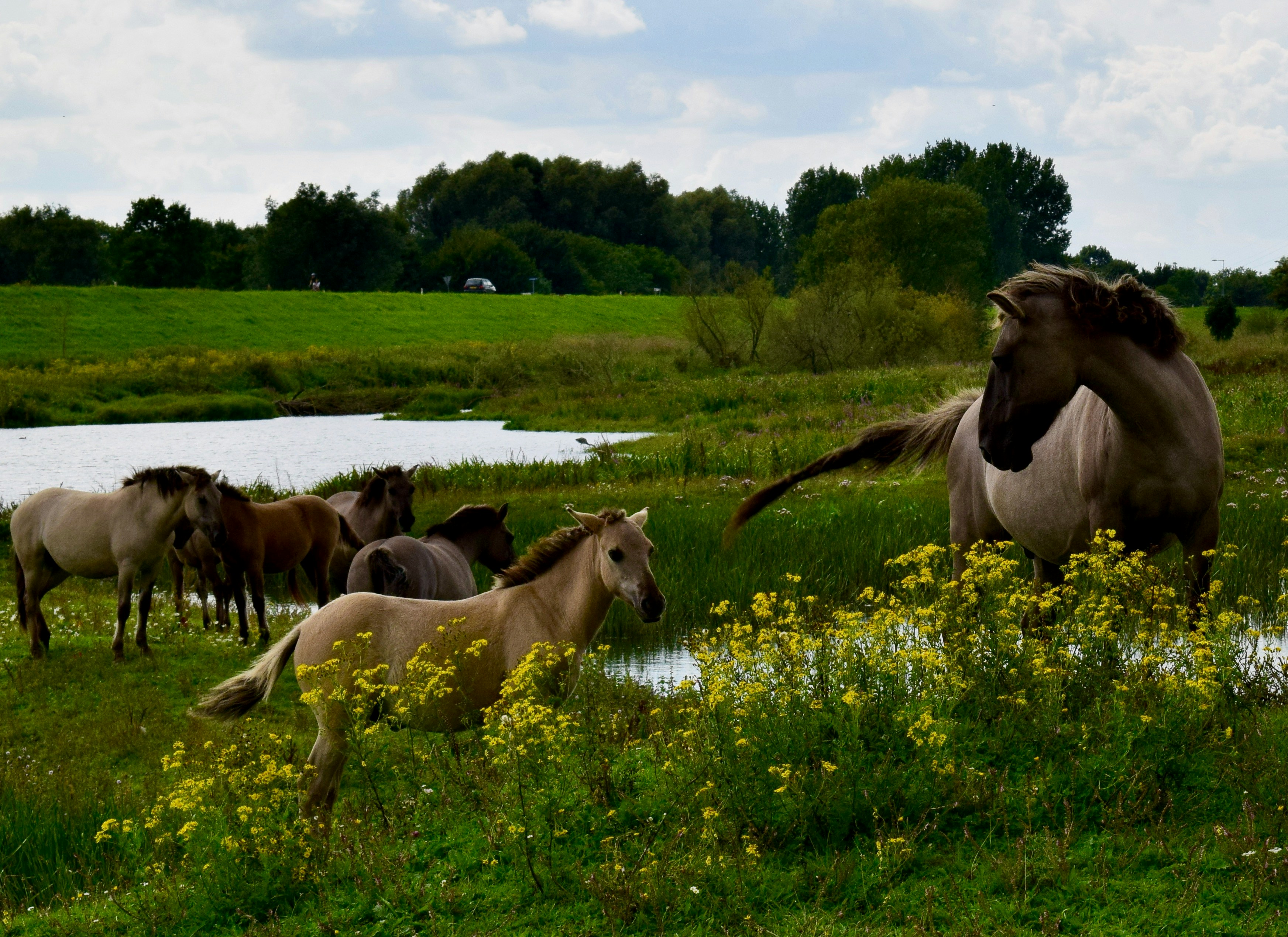 Horses by the Meadow Pond: A Sunlit Chorus of Hooves and Wildflowers