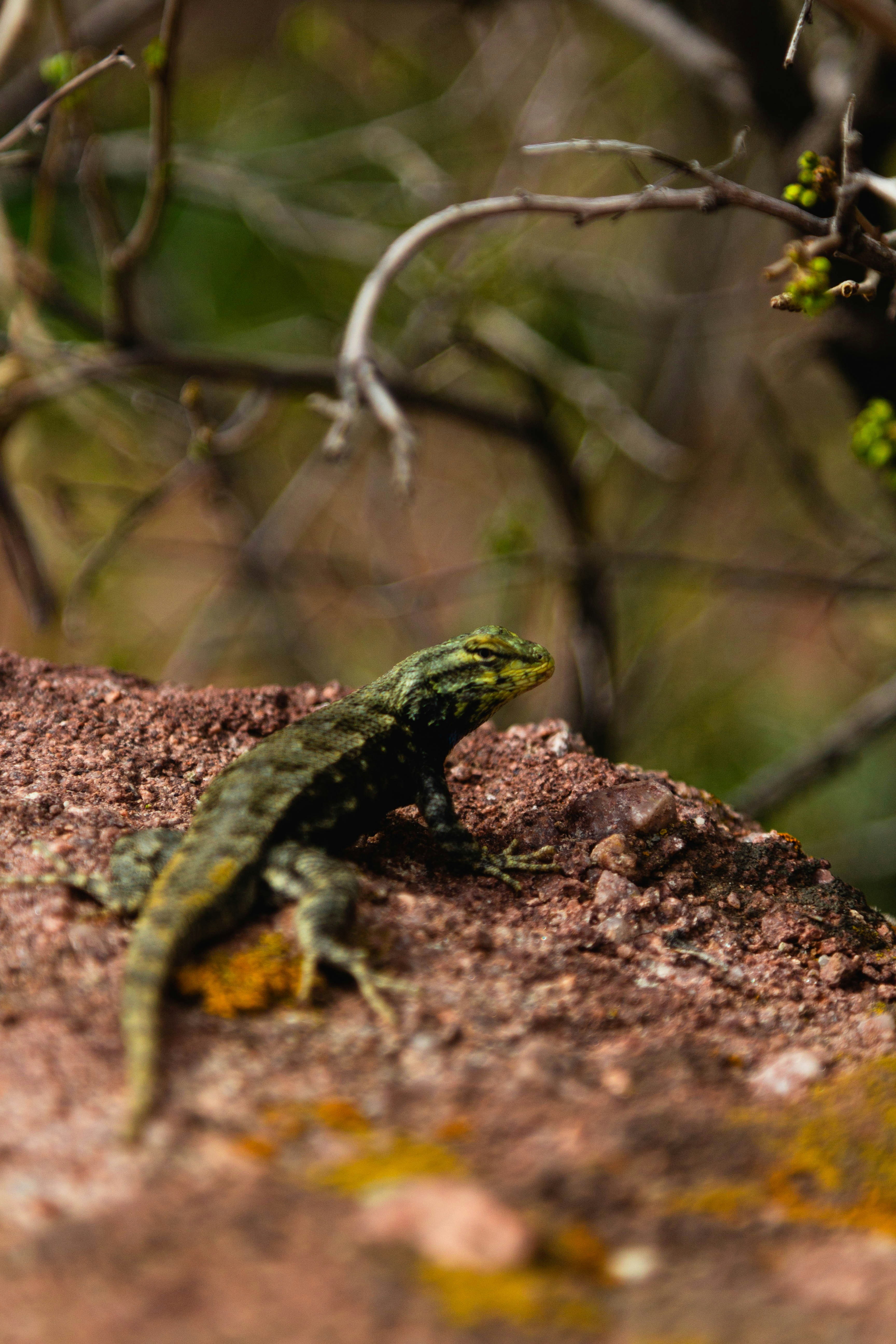 Emerald Lizard on a Weathered Rock with a Verdant Blur