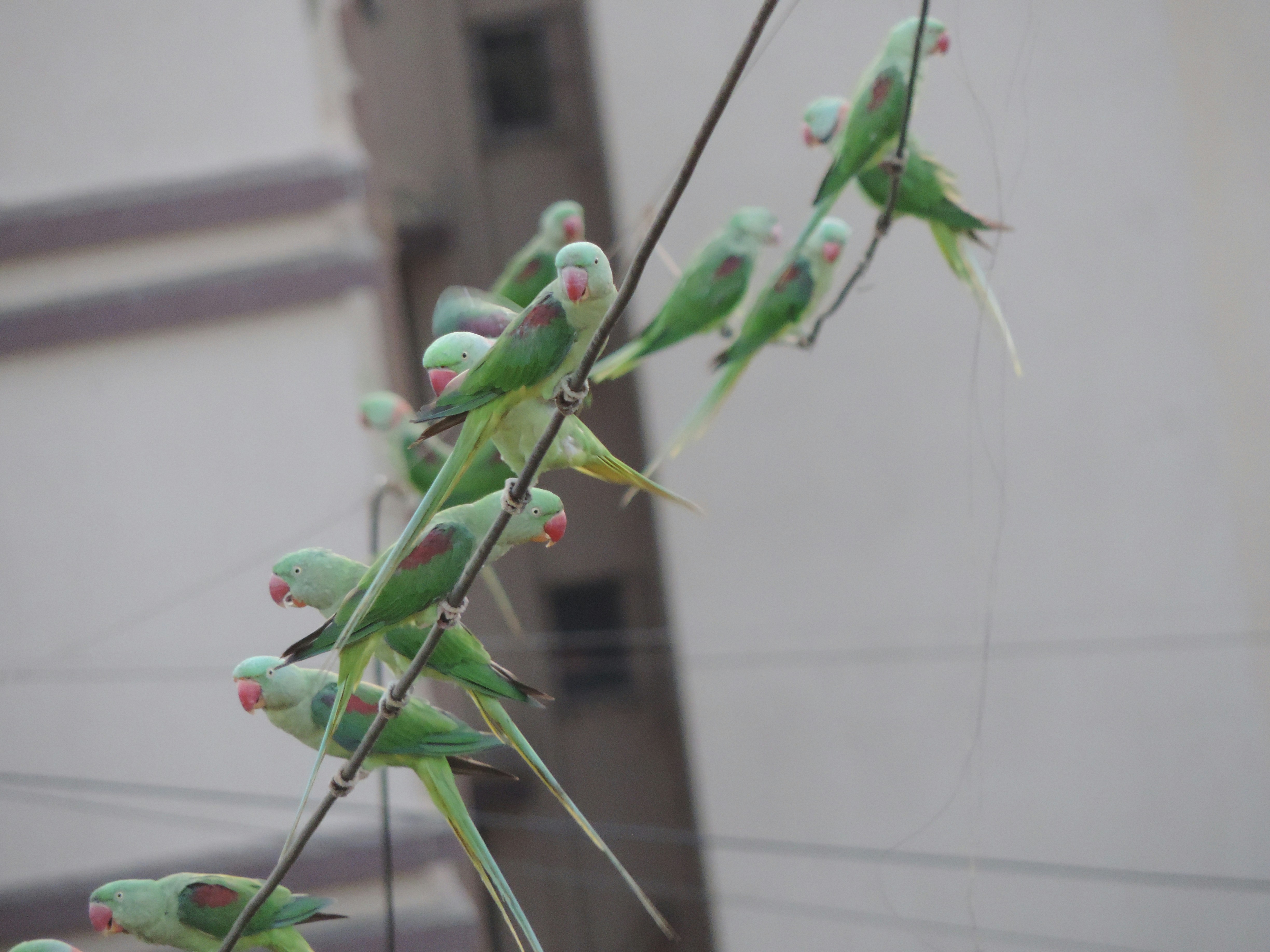 Vivid Green Parakeets Rest Along a Cable