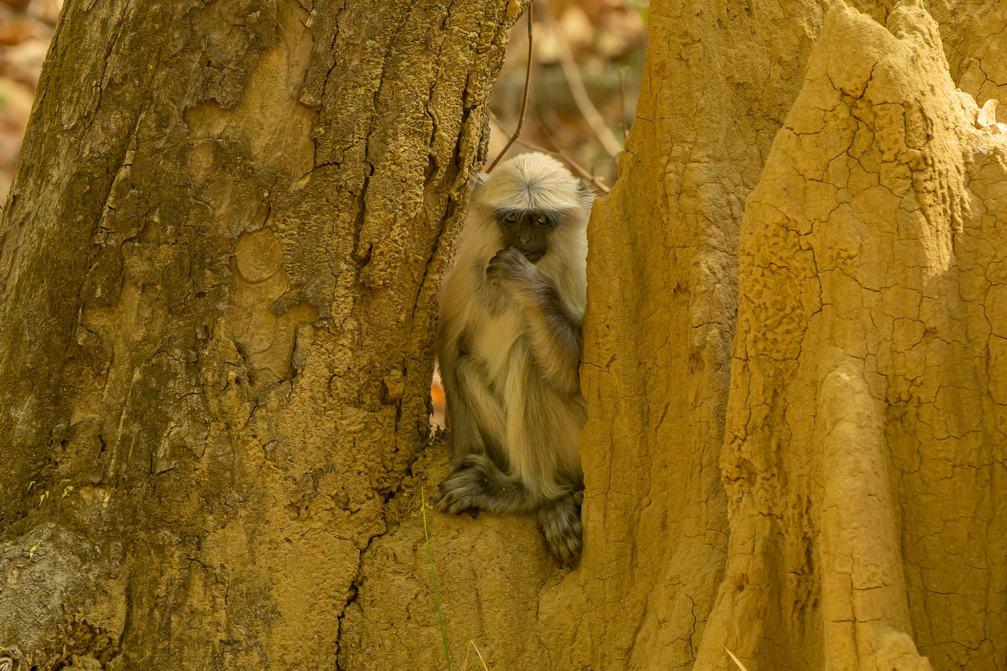 Between Bark and Light: A Tufted Langur in Golden Crevices