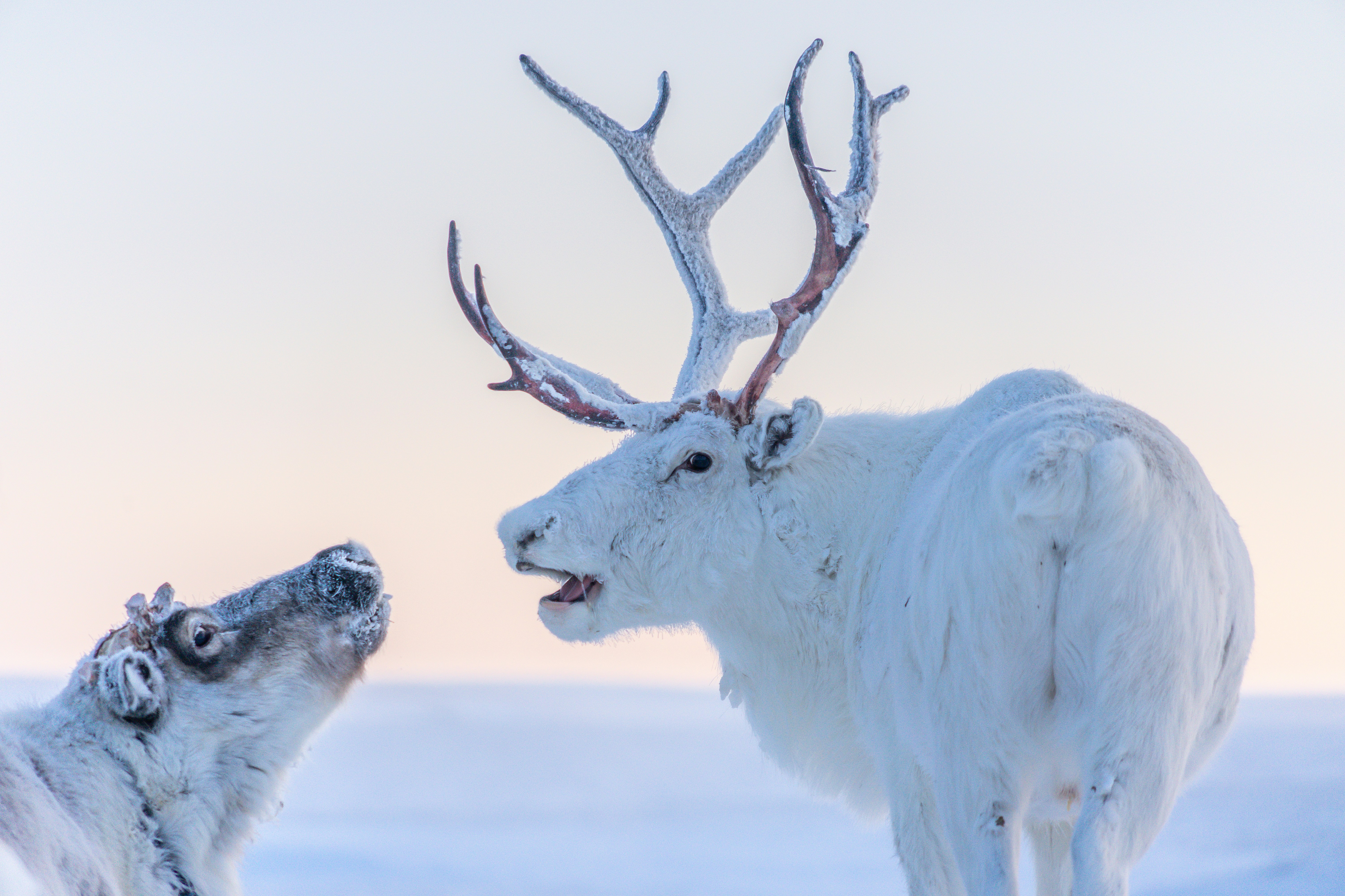 500+ Reindeer Pictures | Download Free Images on Unsplash